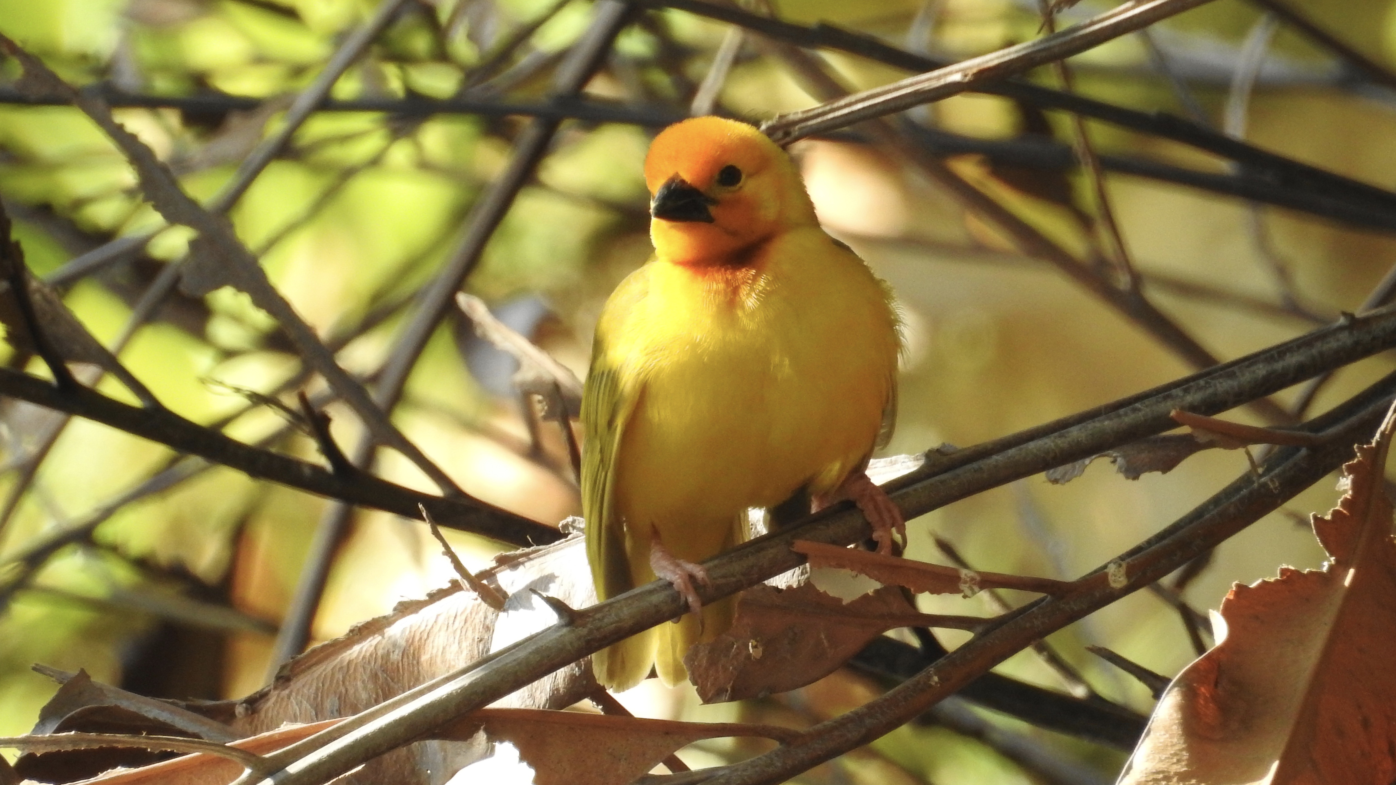 Bird Nature Fauna free image download