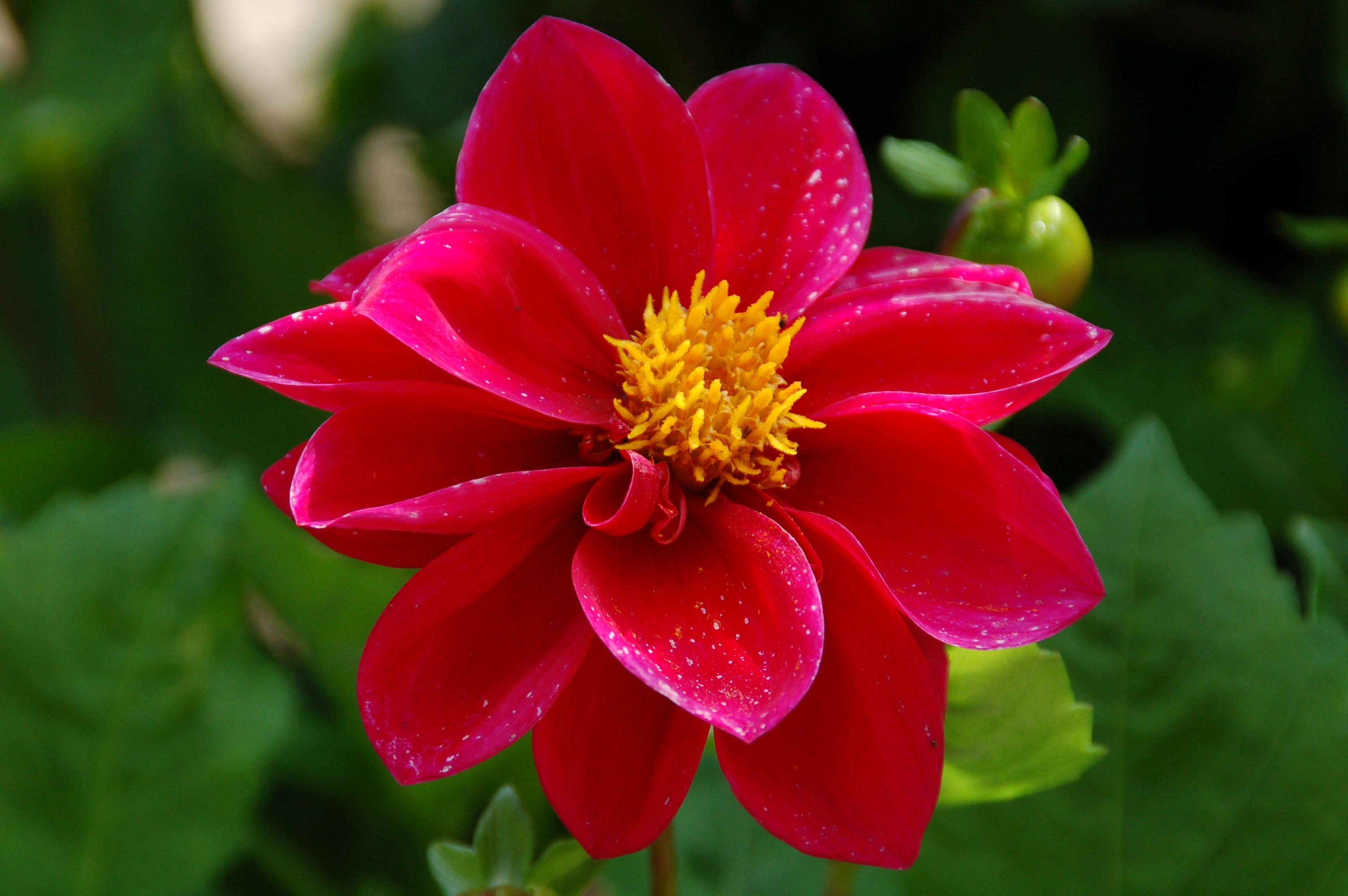 Nature Garden Summer free image download