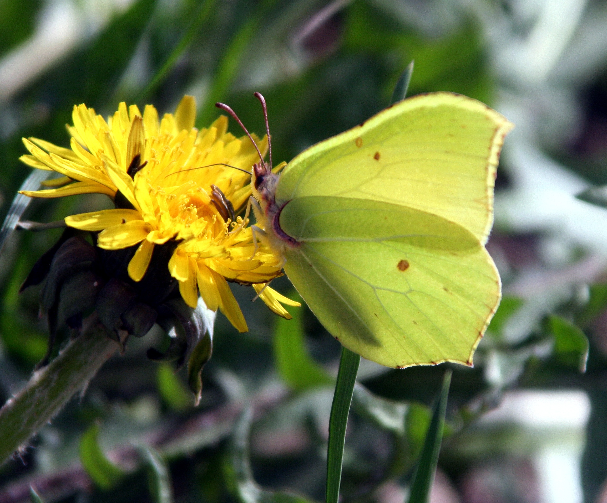 Butterfly Yellow Insect free image download