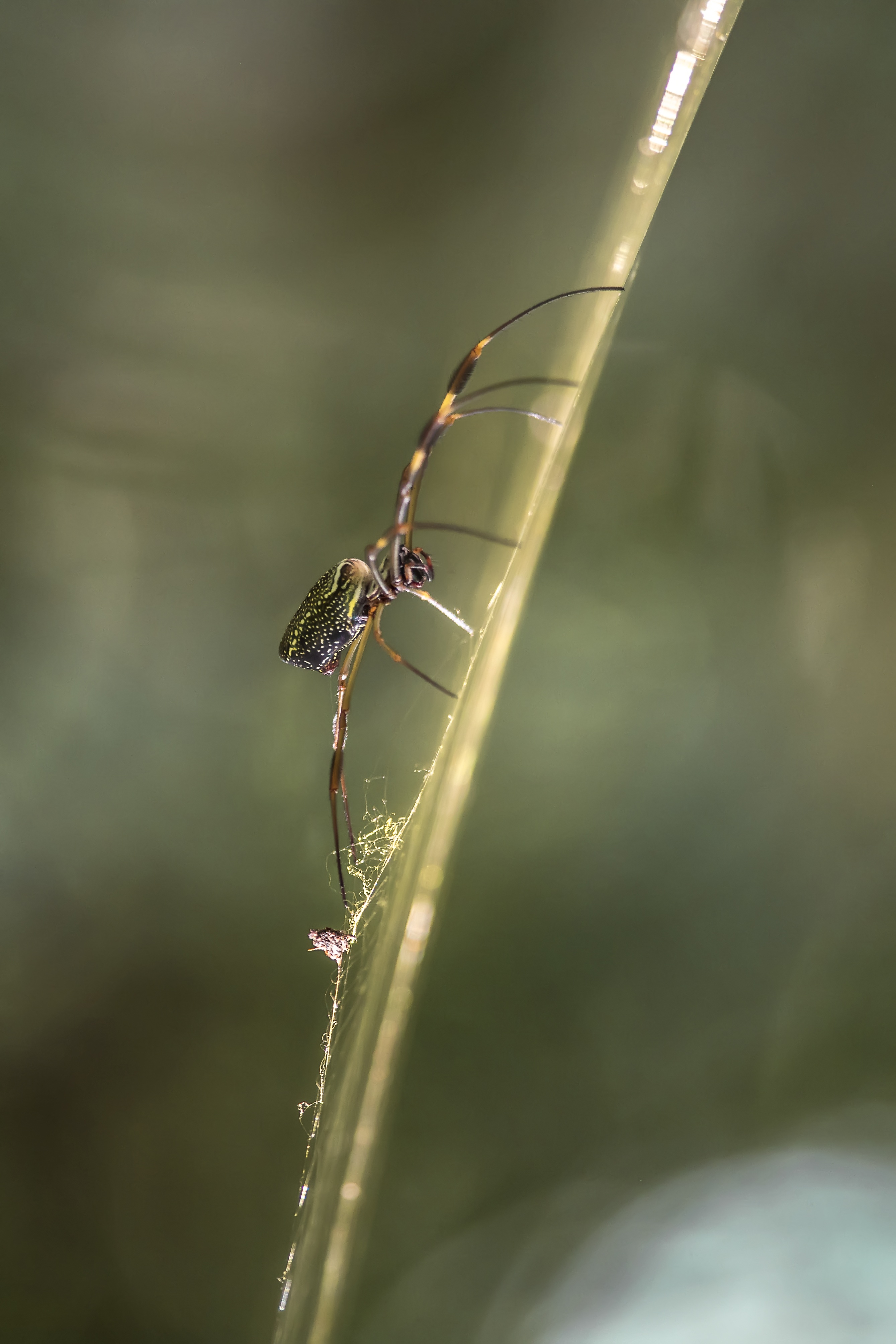 Insect Nature Wildlife free image download