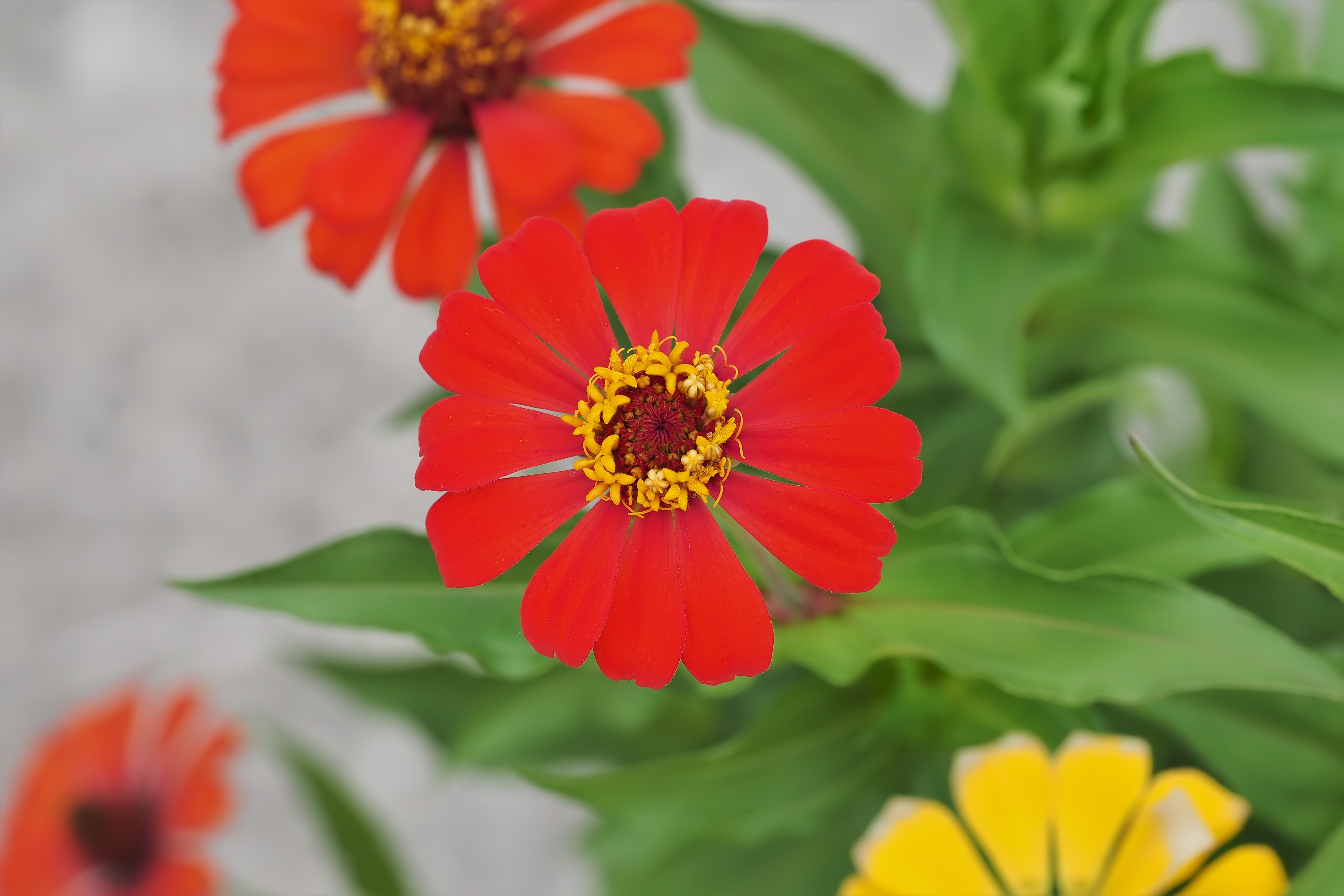 Nature Flower Flora free image download