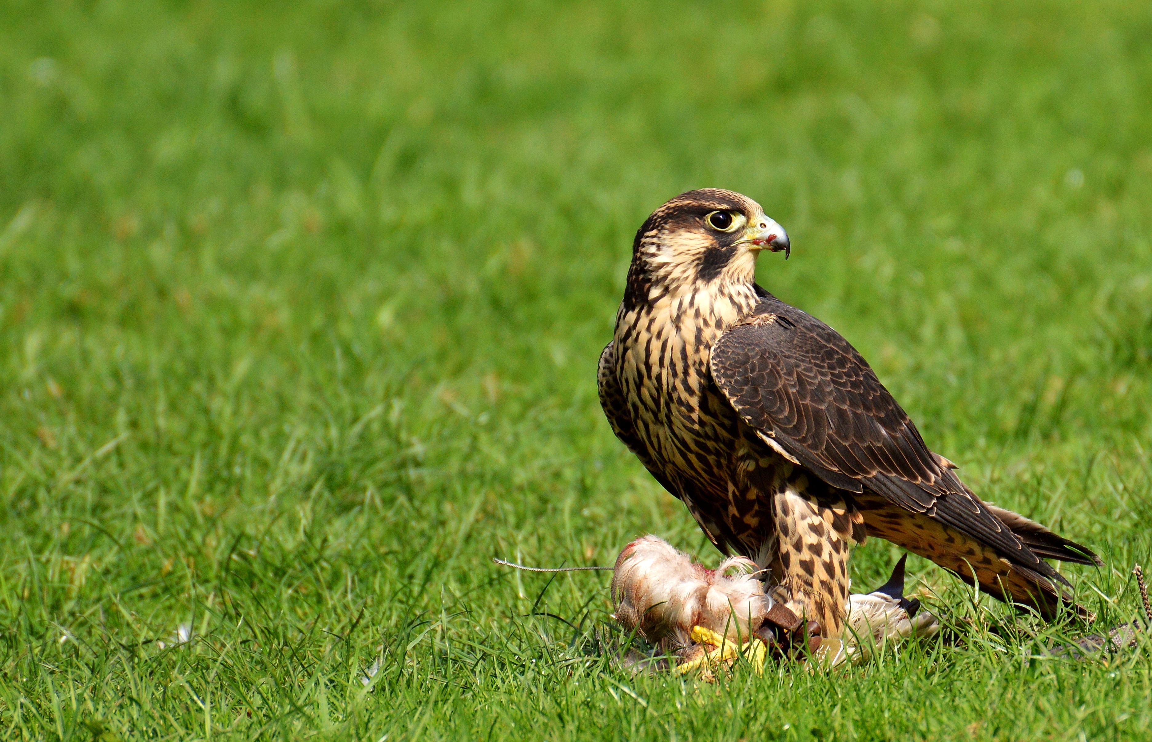Falcon Bird Prey free image download