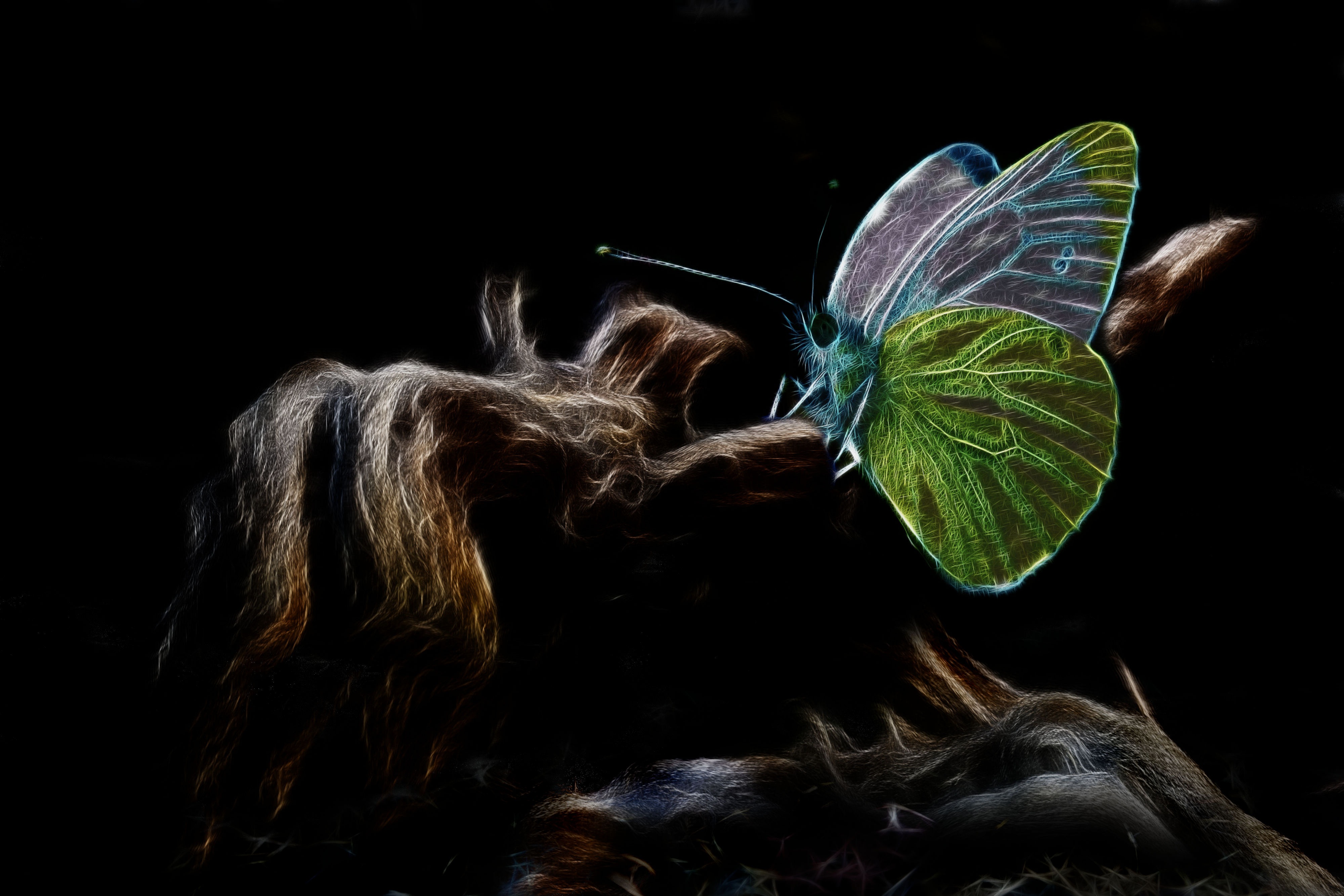 Fractalius green veined white butterfly free image download