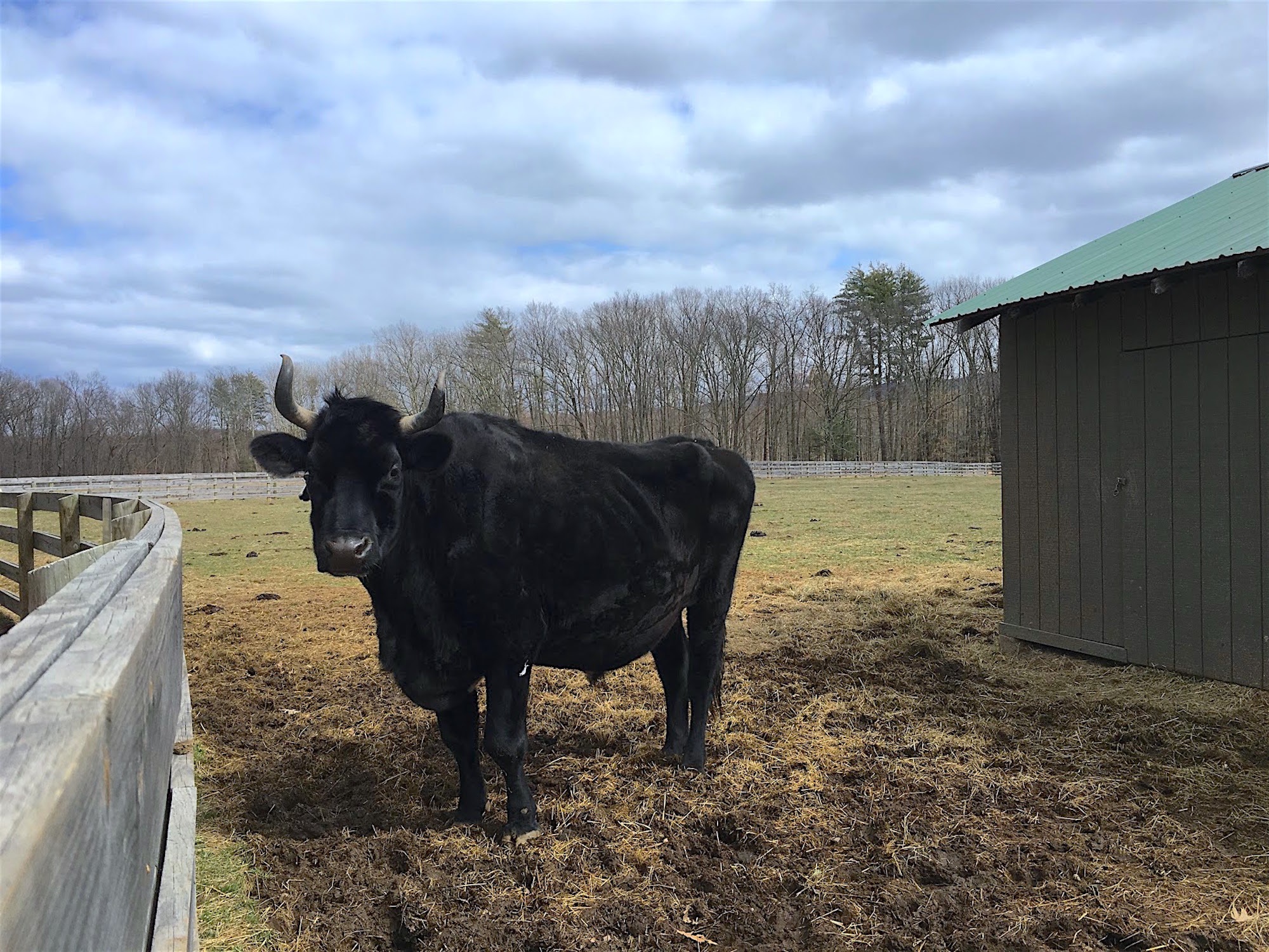 Cow Farm Animal free image download