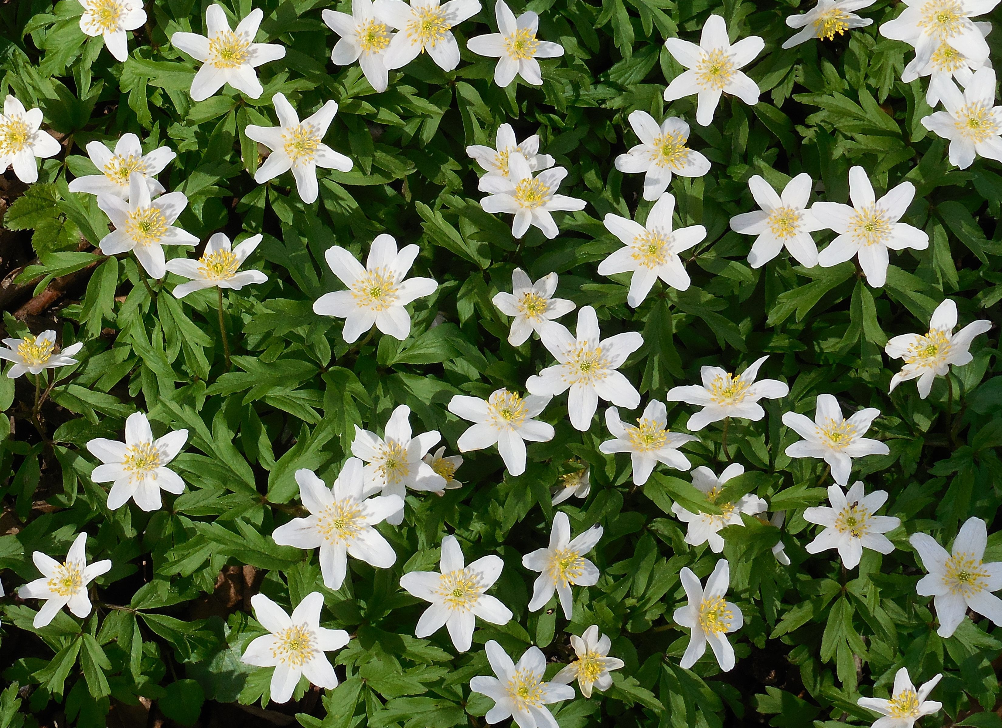 Anemone Spring Flowers Nature free image download