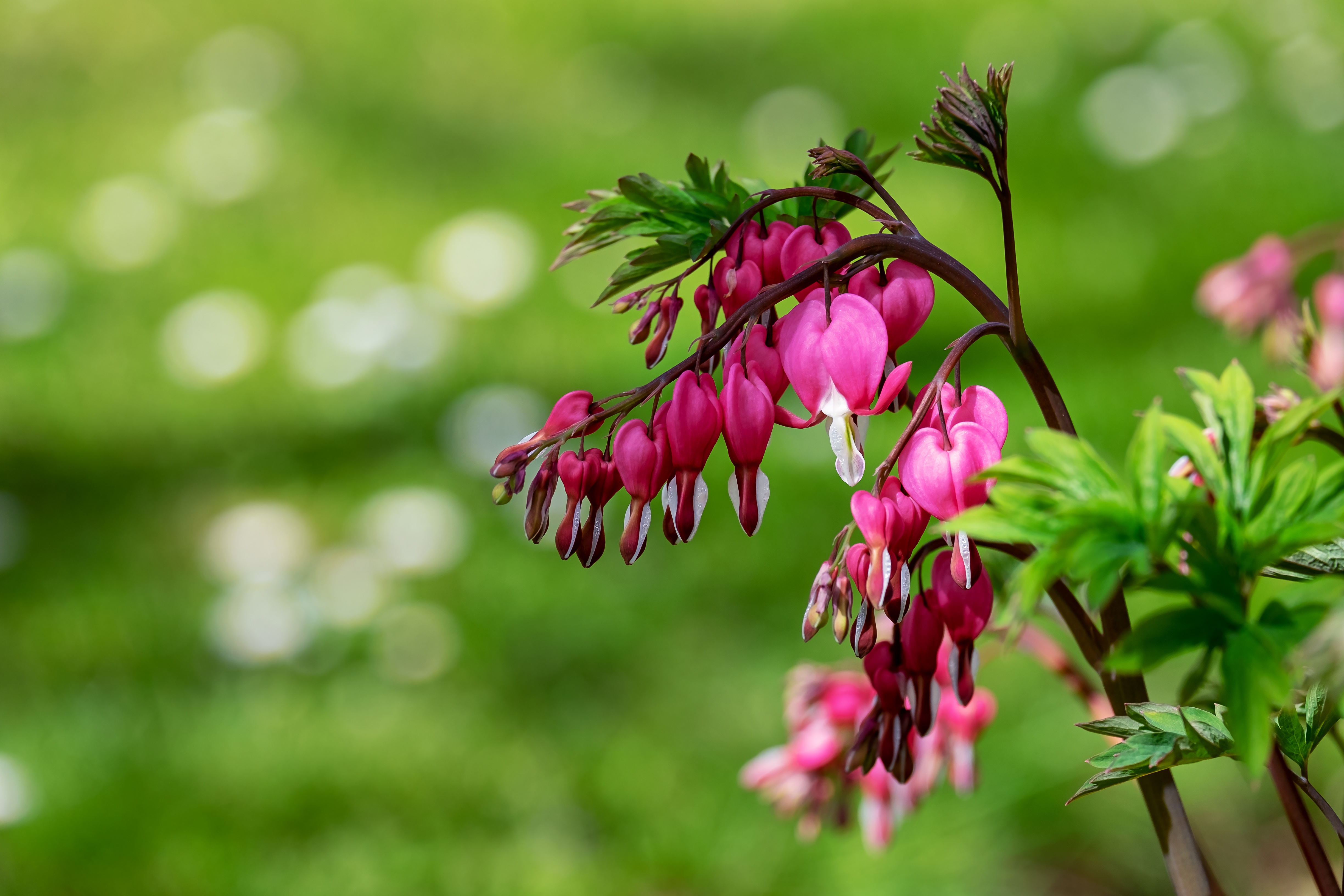 Bleeding Heart Flower Blossom free image download