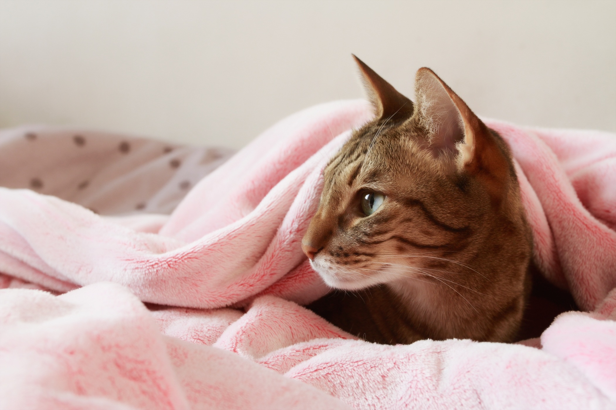 Cat Lying Dormant free image download