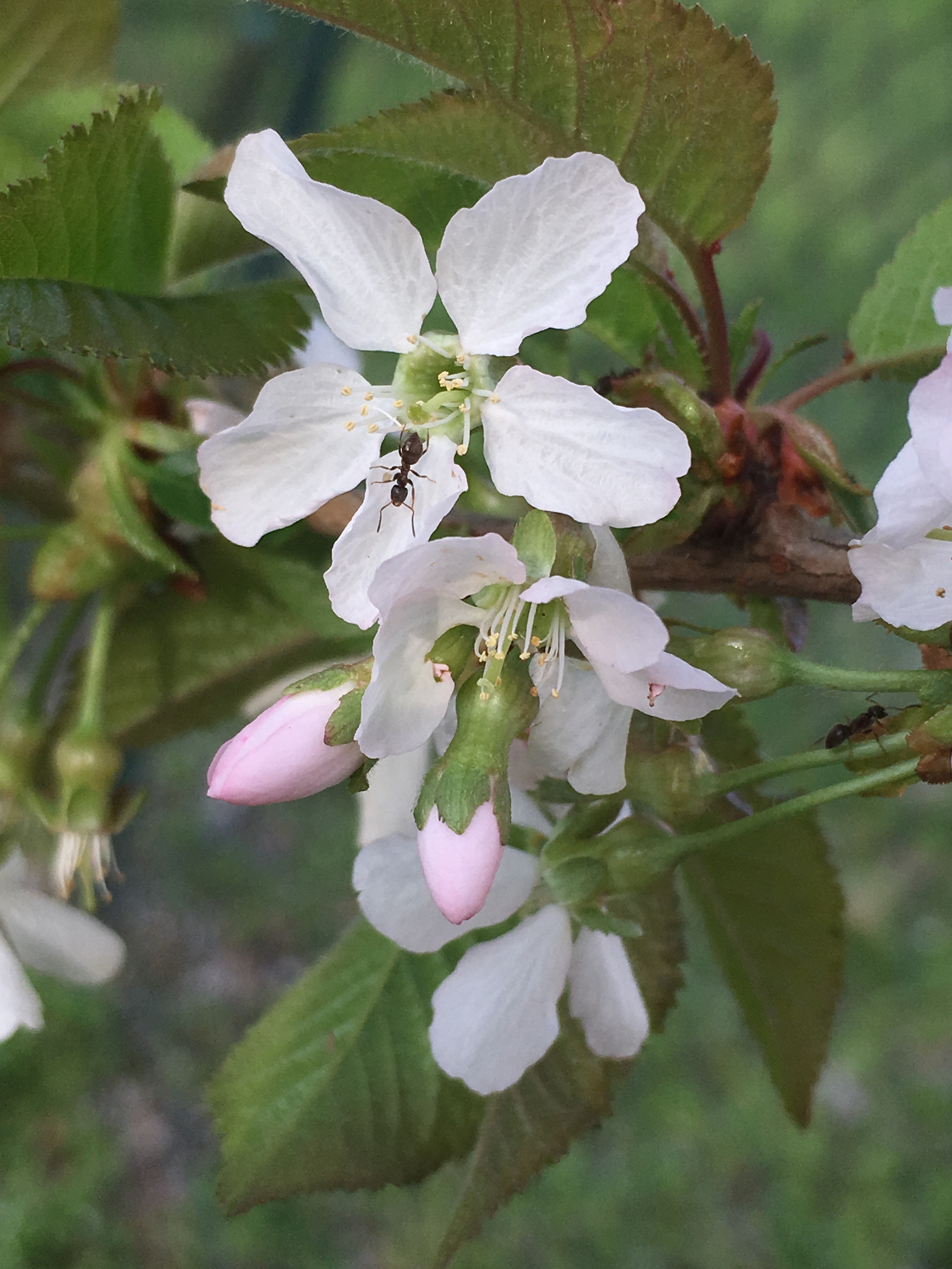 Nature Flower Leaf free image download