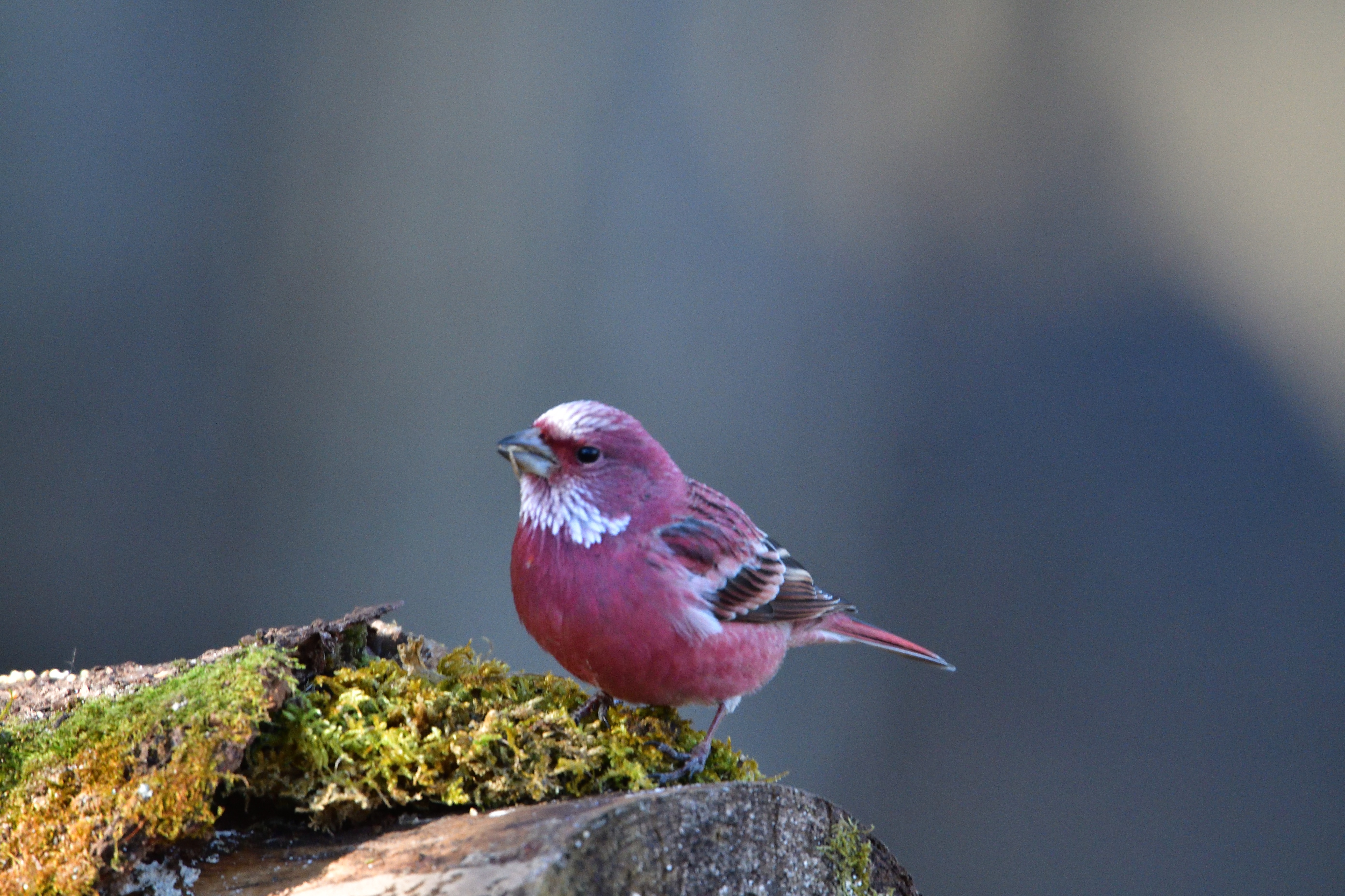 Natural Outdoors Wild Animals free image download