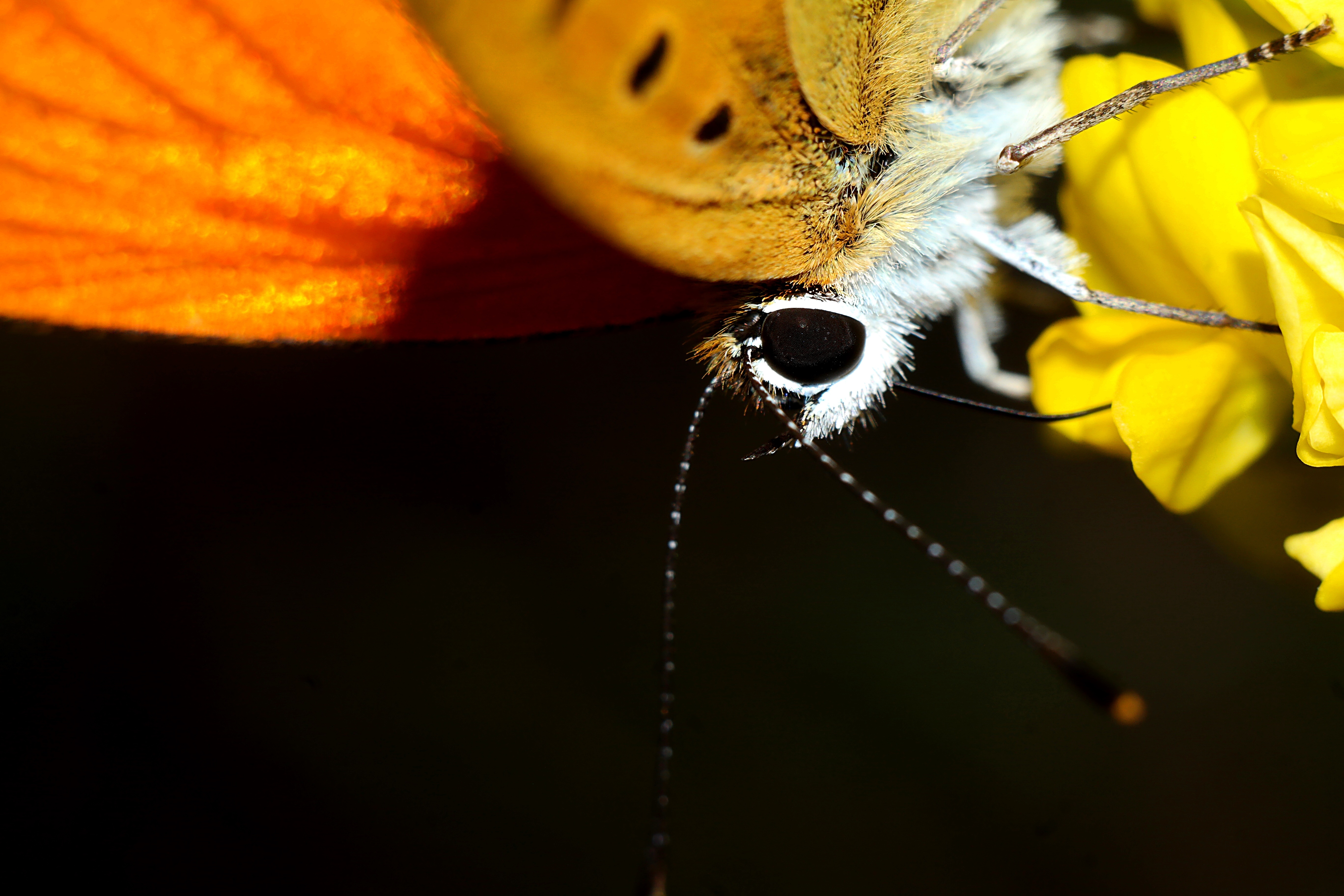Butterfly Insect Macro free image download