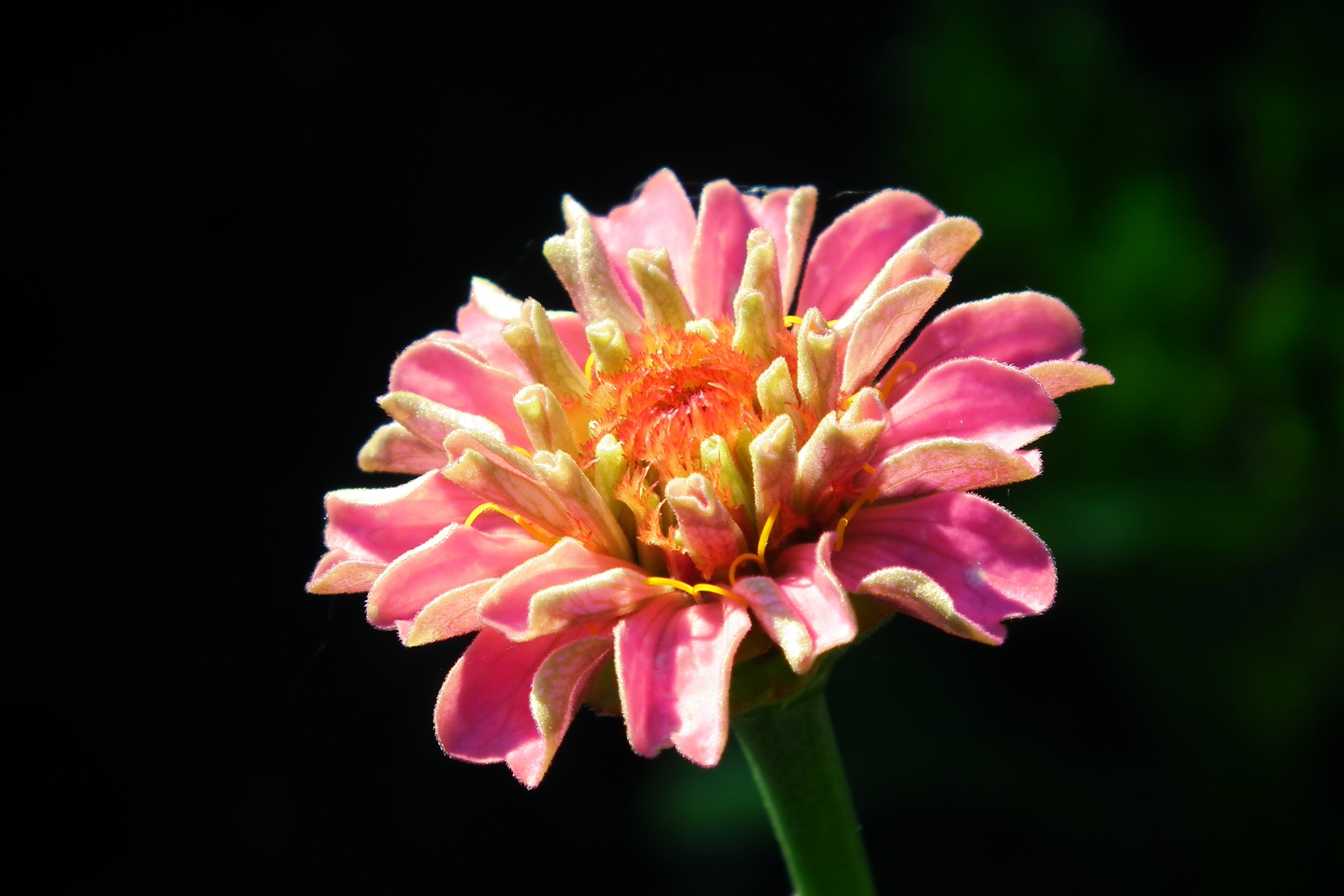 Flower Zinnia Nature free image download
