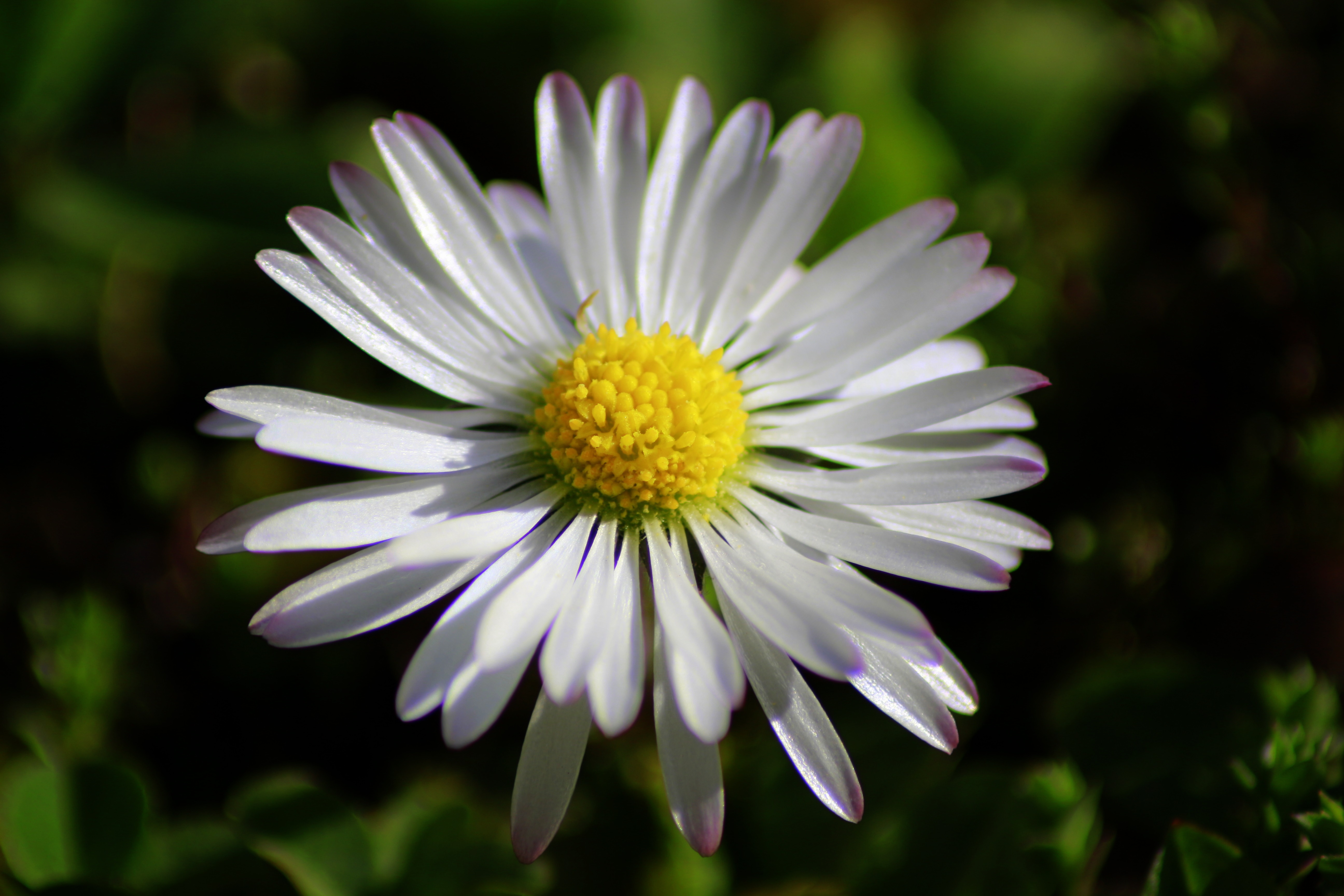 Nature Flower Plant free image download