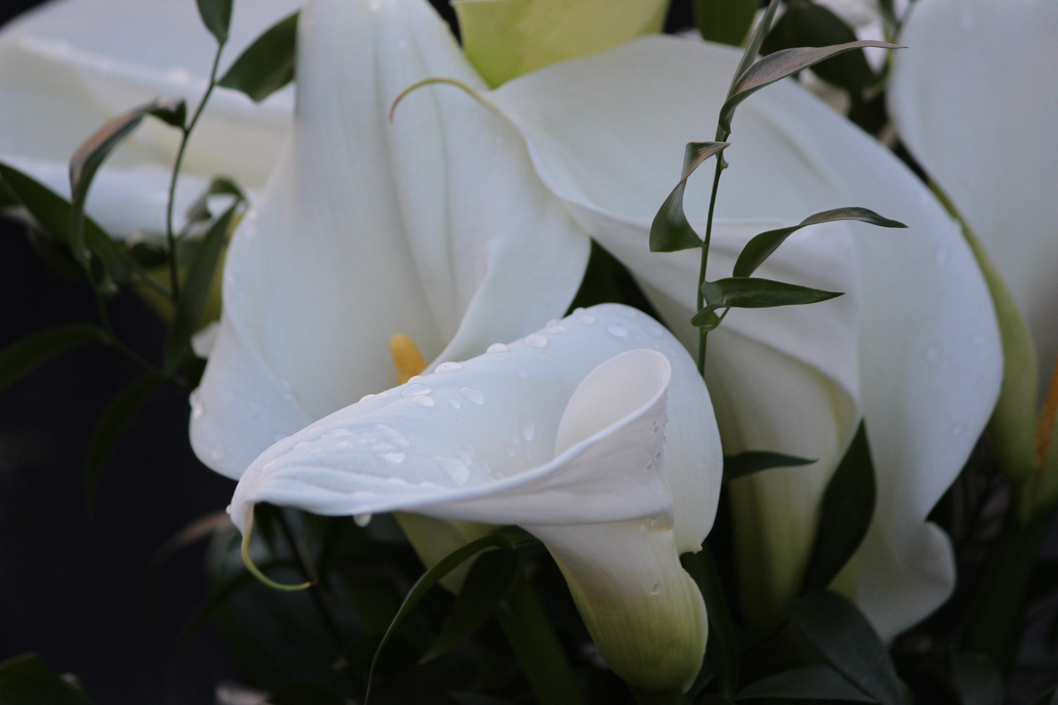 Flower Plant Leaf free image download