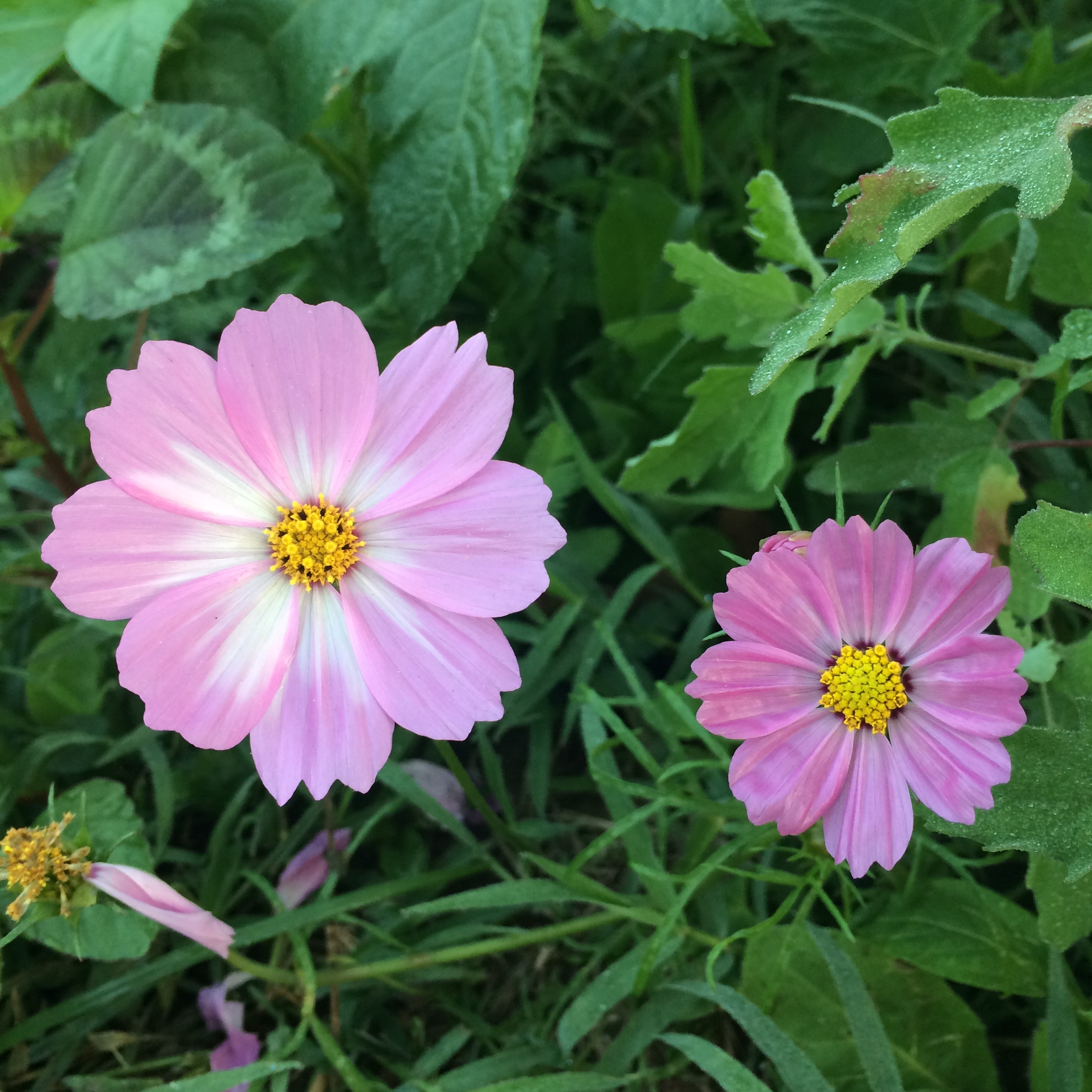 Nature Flower Flora free image download