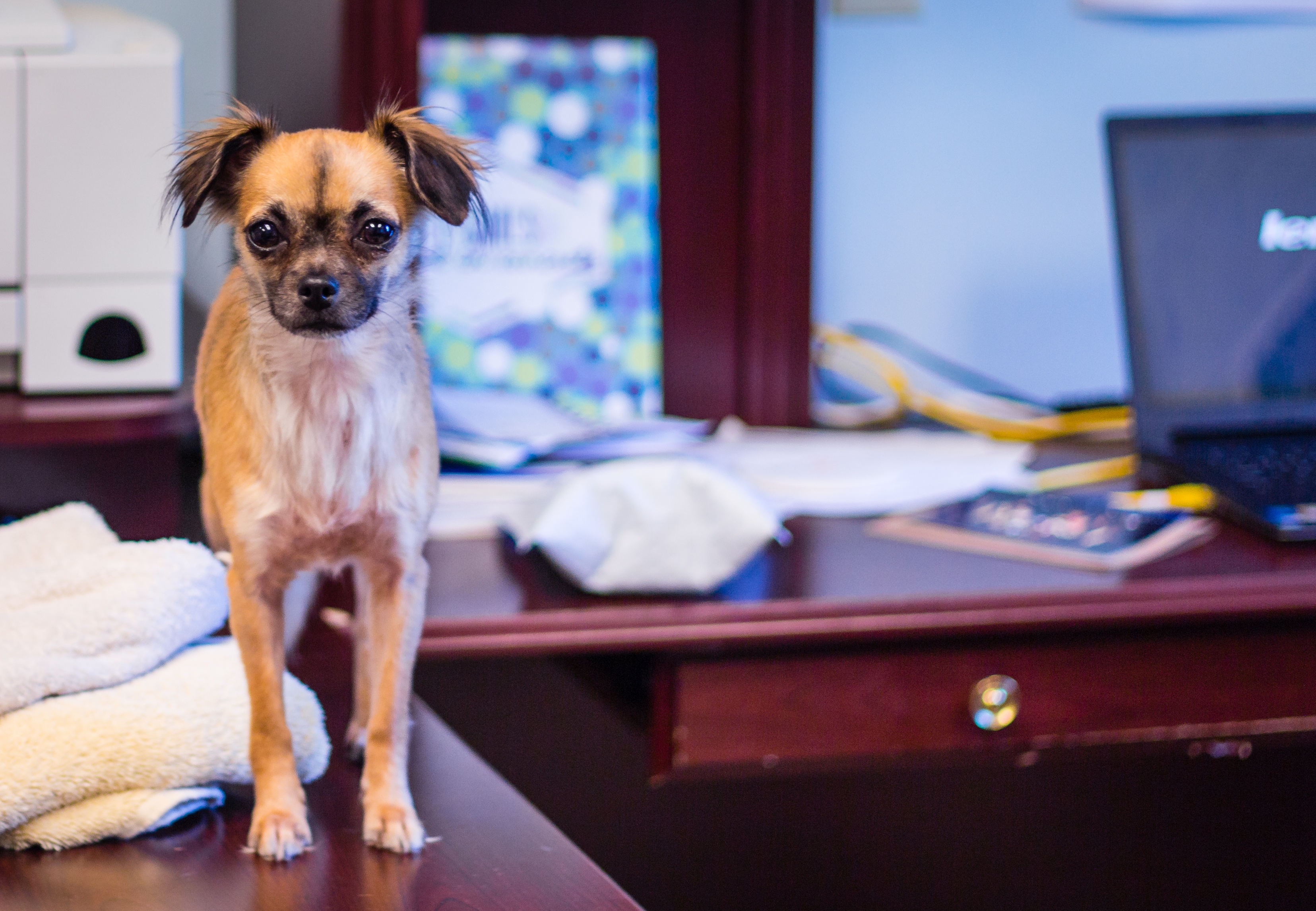 Dog Chihuahua Desk free image download