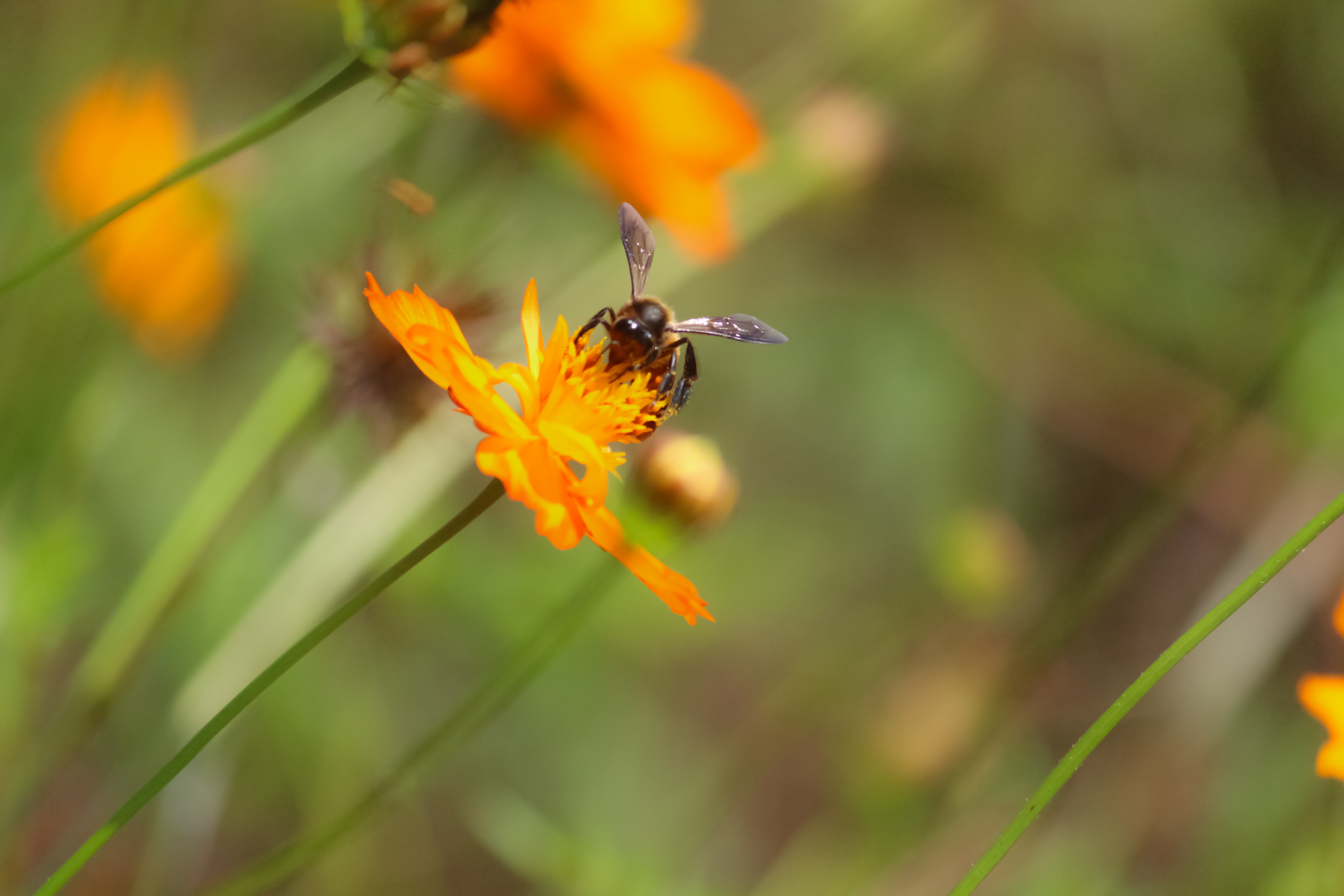 Nature Insect Outdoors free image download
