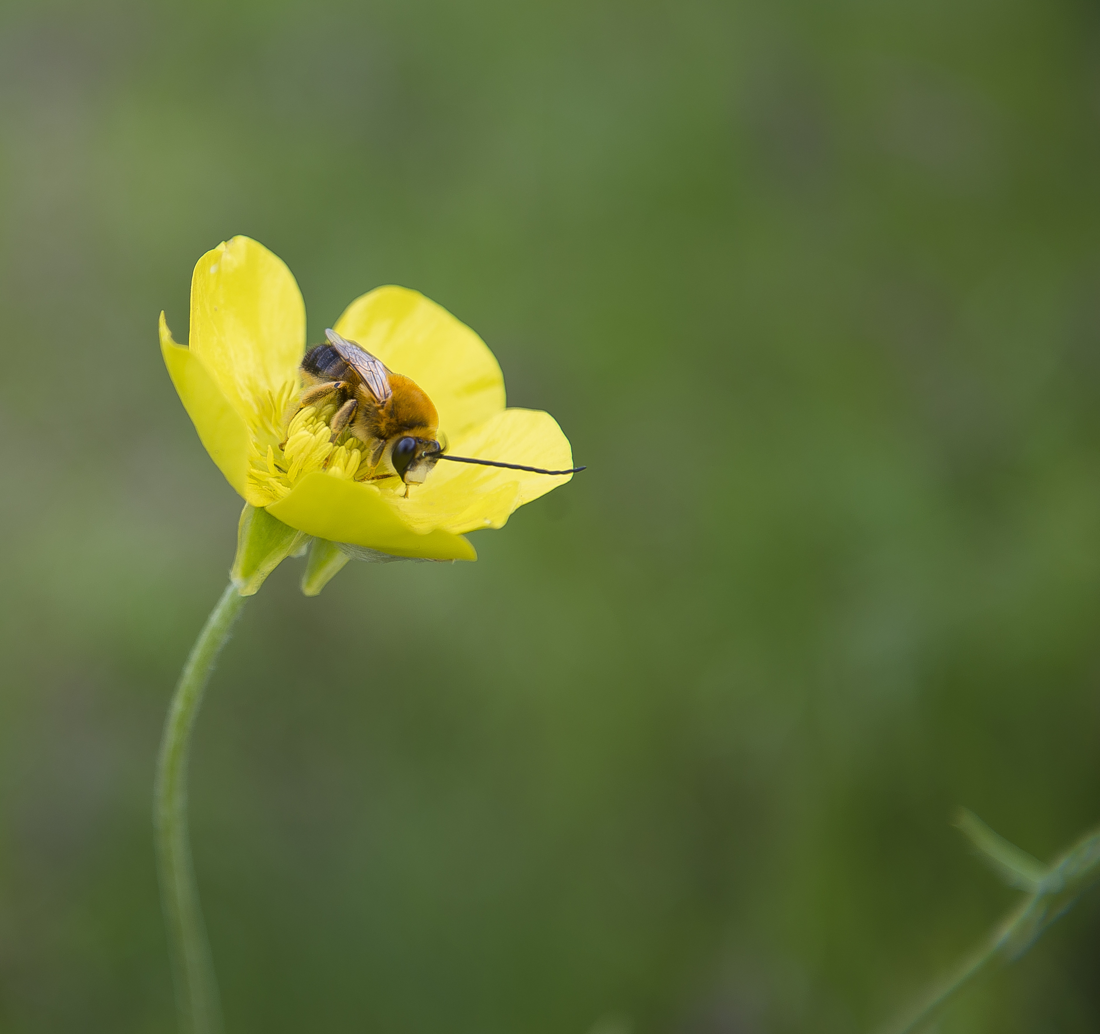 Yellow bud with a winged insect free image download