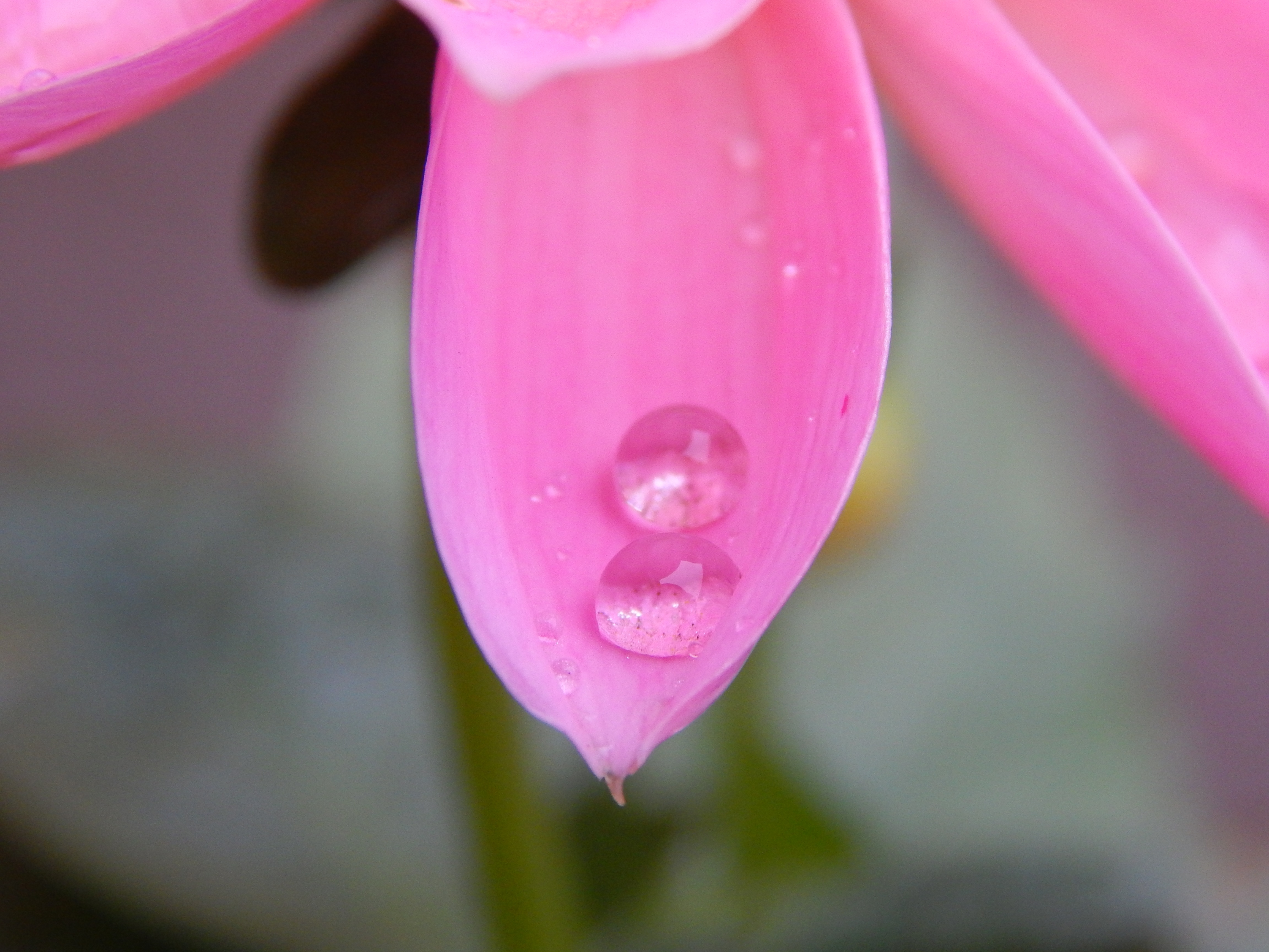 Dew Flower Drop free image download