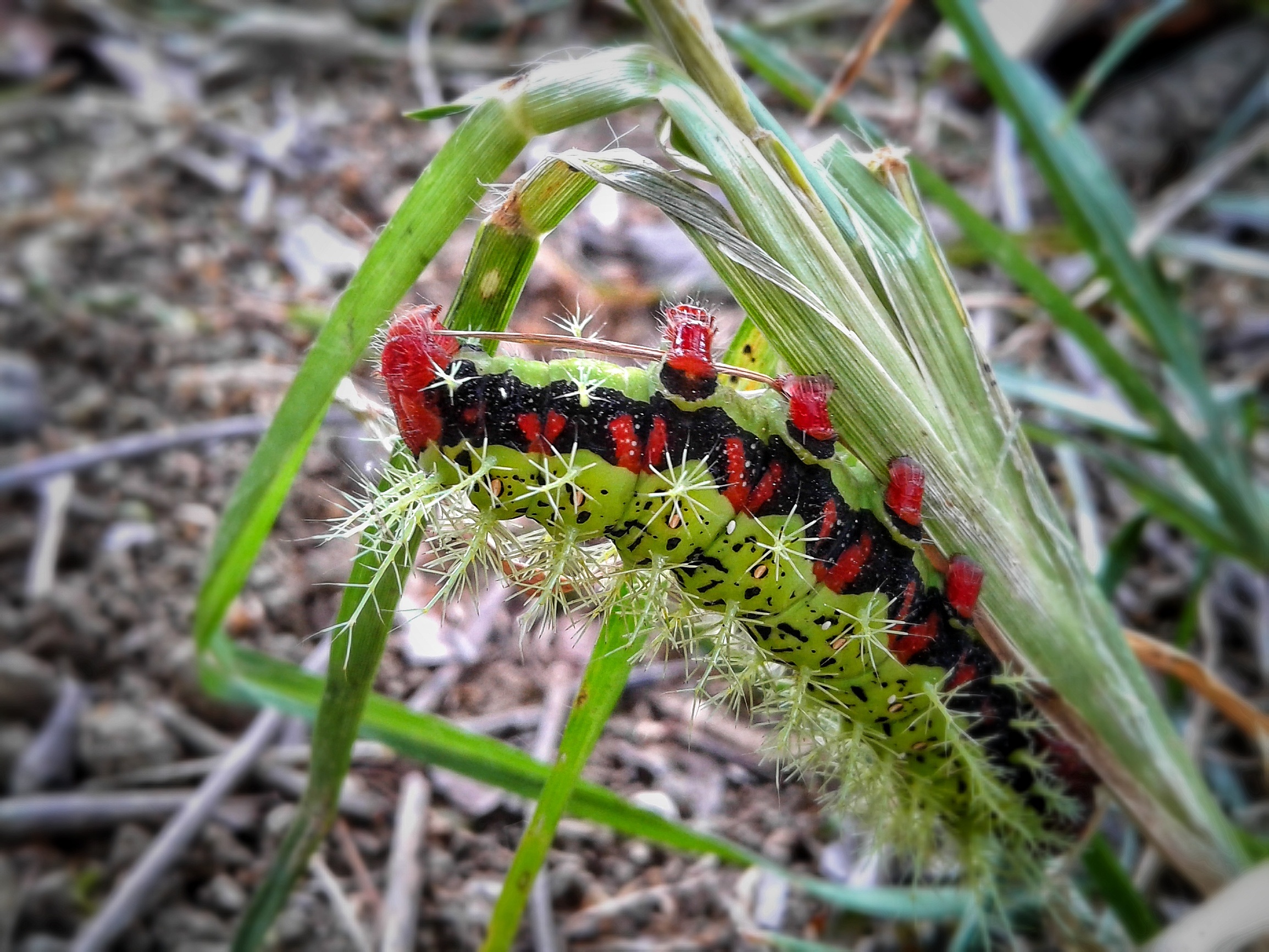 Nature Insect Outdoors free image download