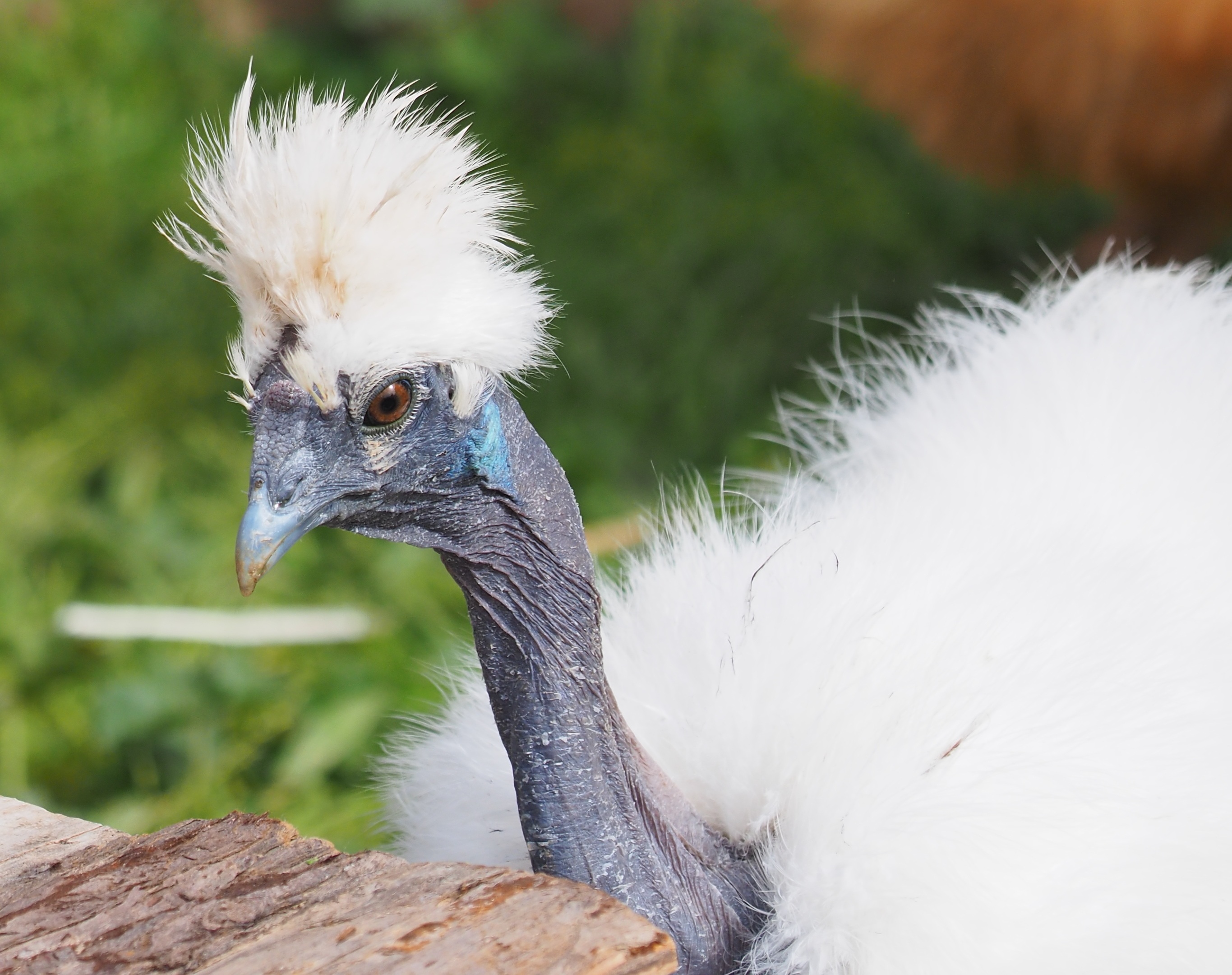 Animal Poultry Hen free image download