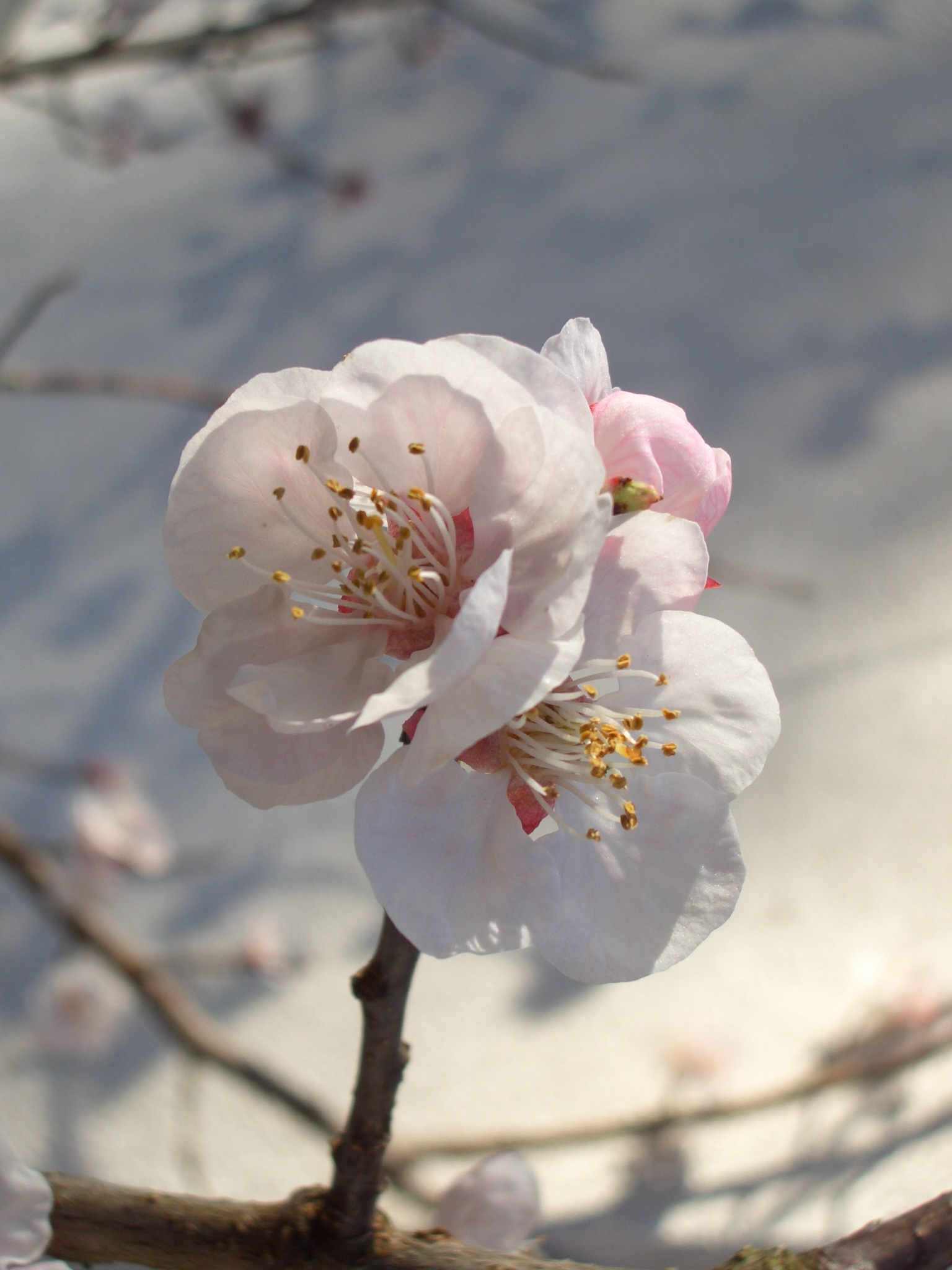 Spring Blossom Bloom Flourishing free image download