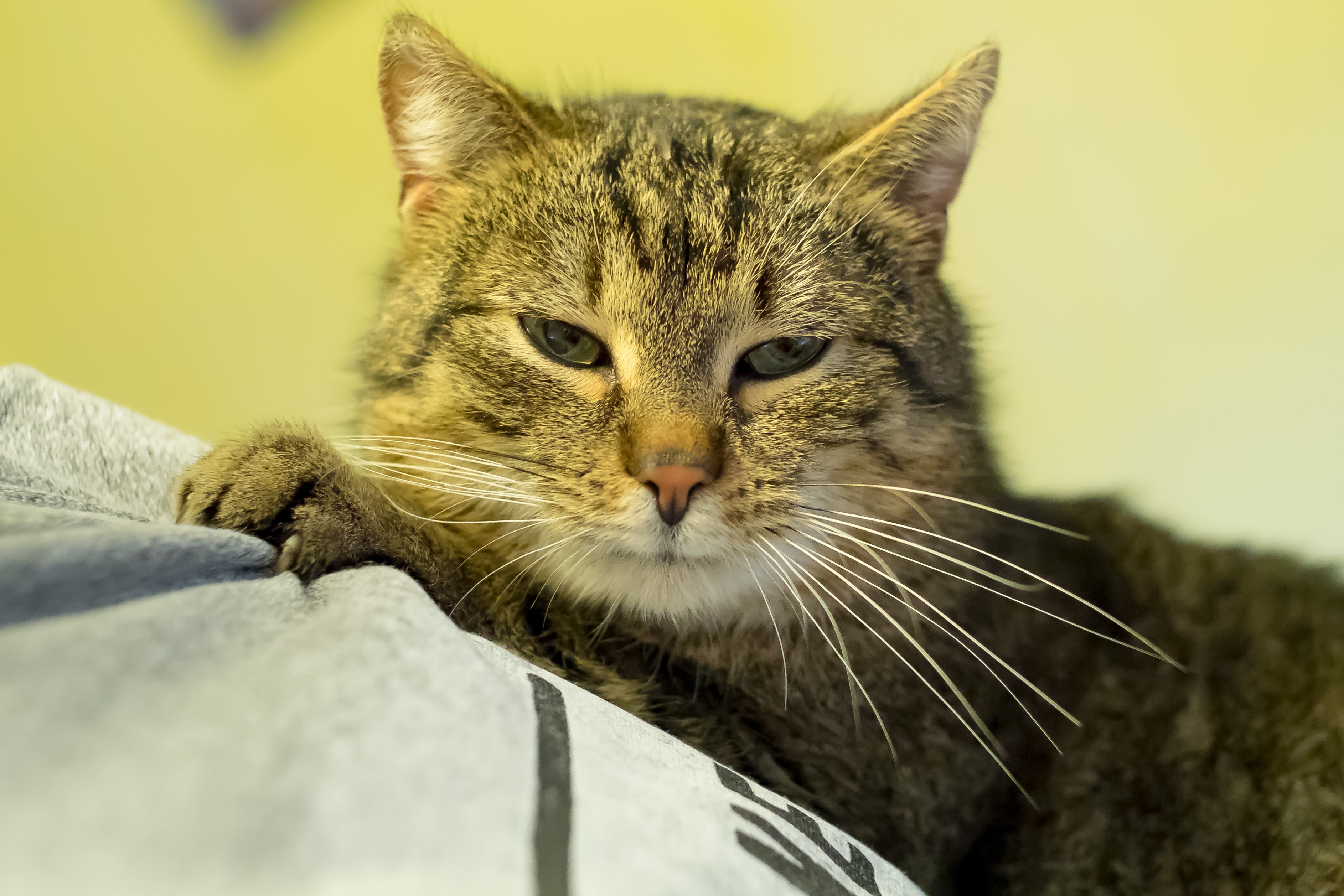 Charming Animals Cat free image download