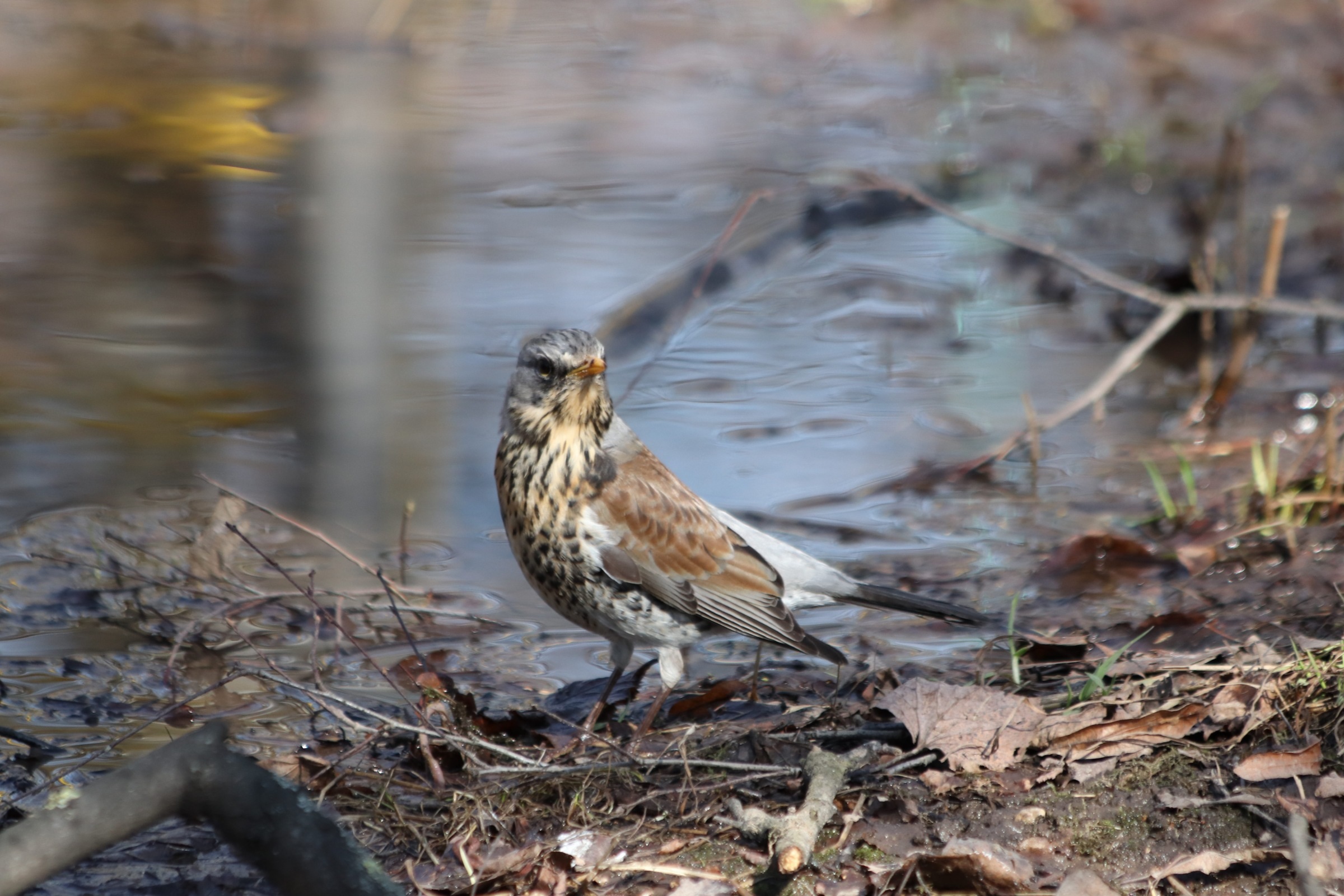 Bird Nature Living free image download