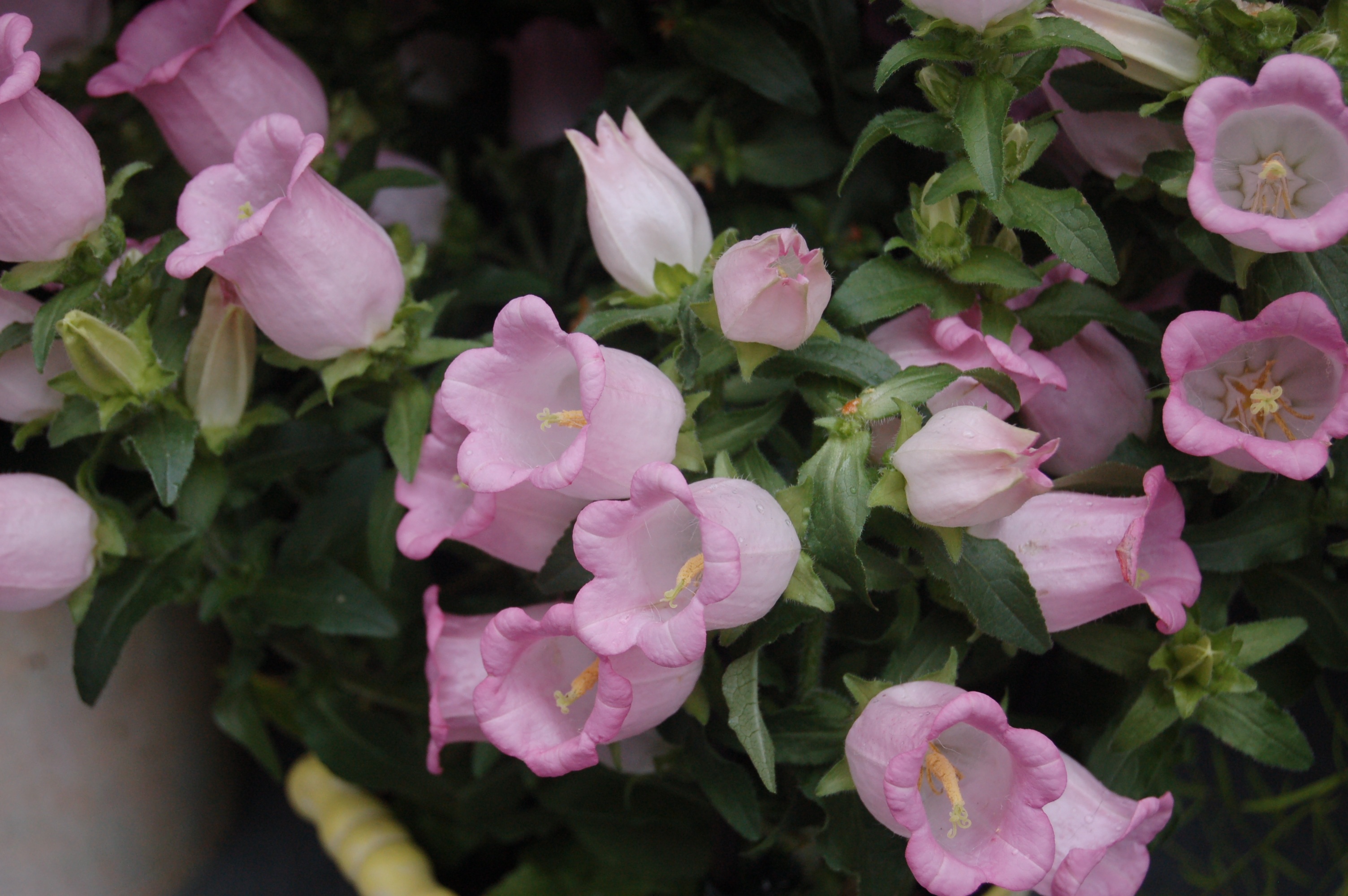 Flower Spring Flowers free image download