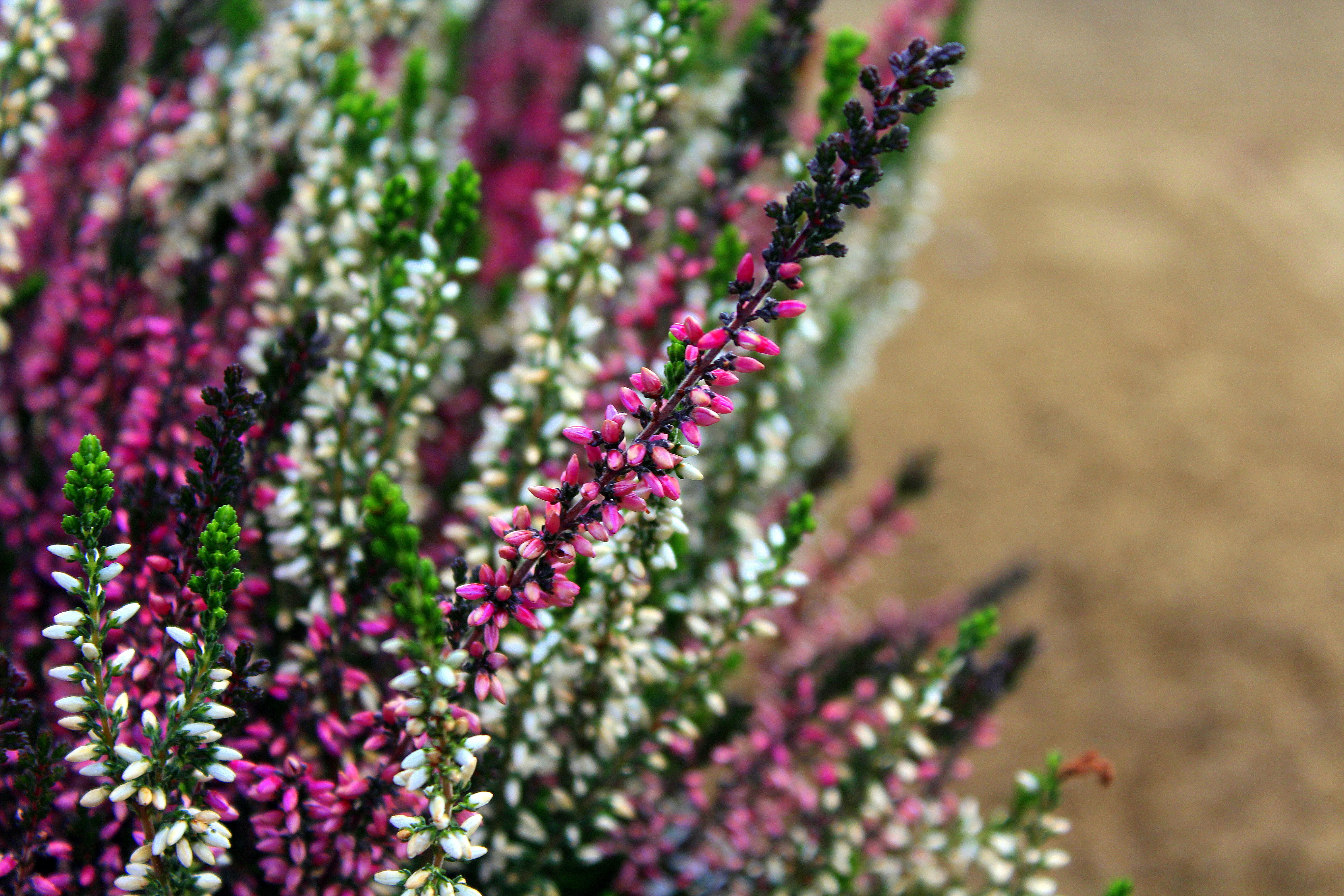 Heather Colored Violet free image download