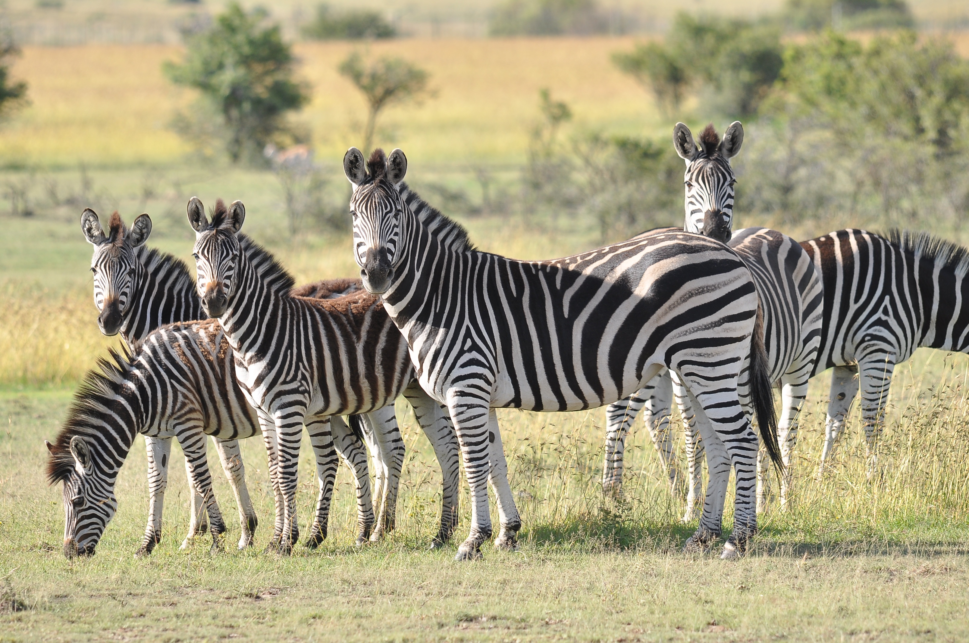 Zebra Safari Wildlife free image download