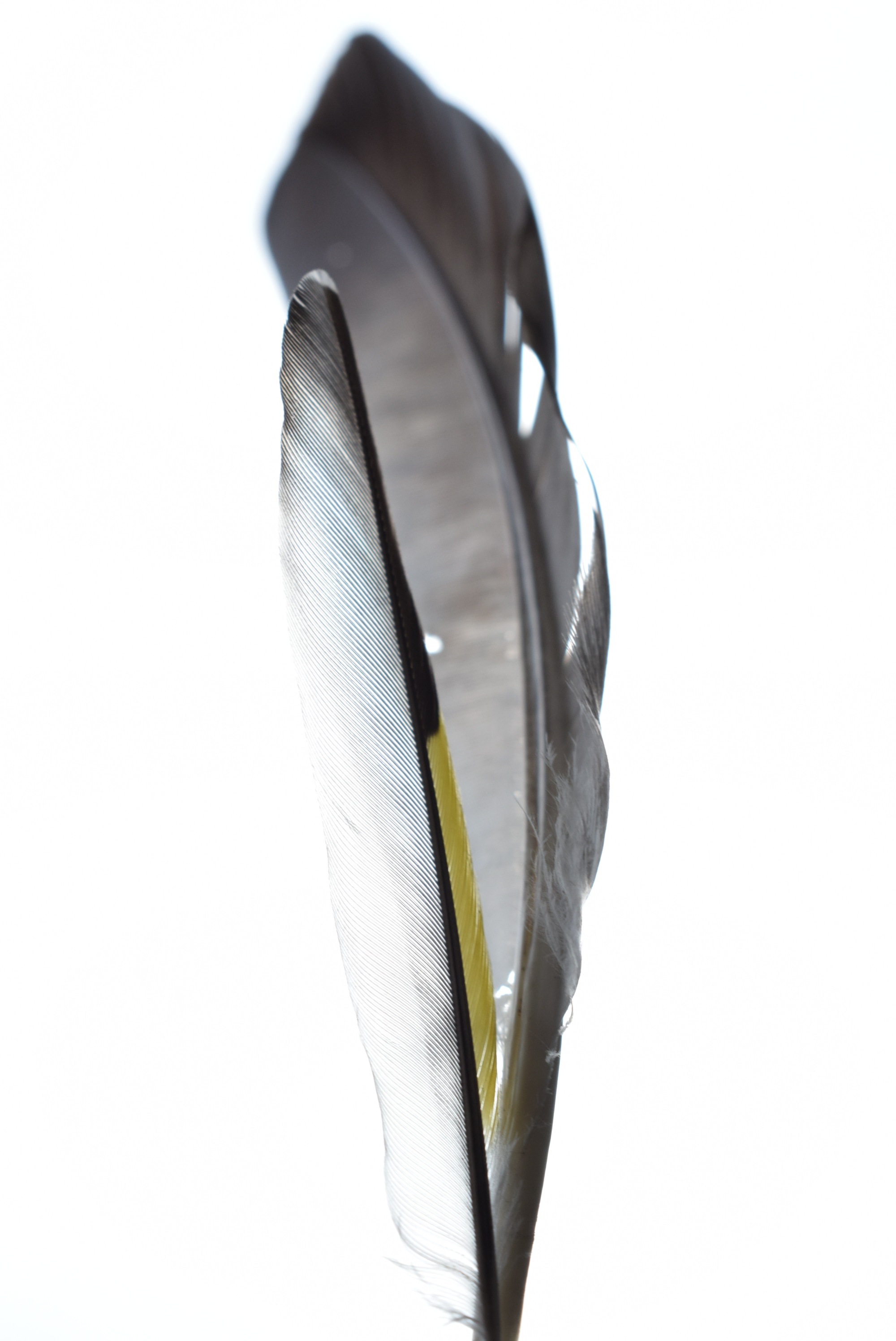 Feathers isolated free image download