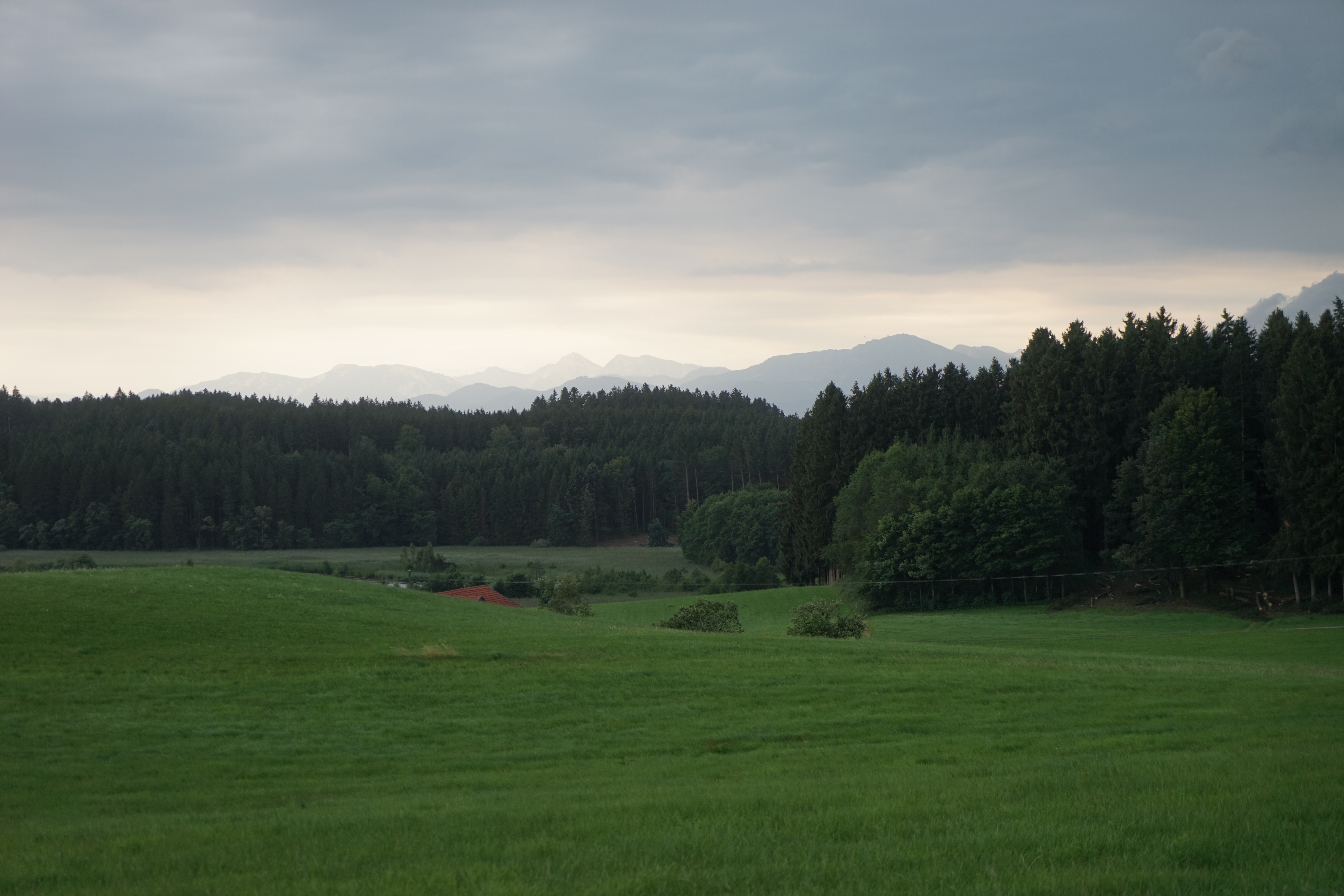Grass Tree Landscape free image download