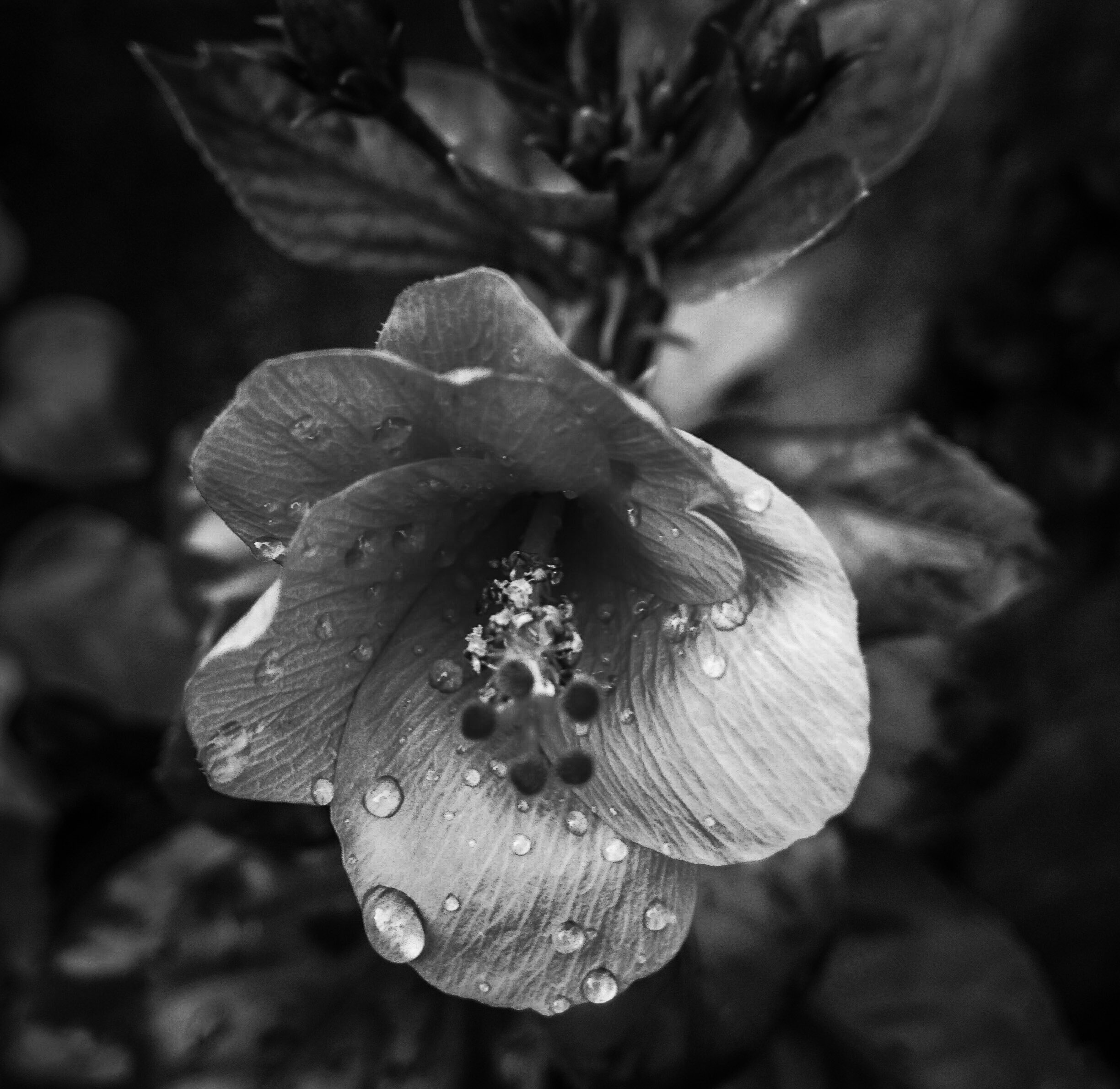 Flower Monochrome Leaf free image download