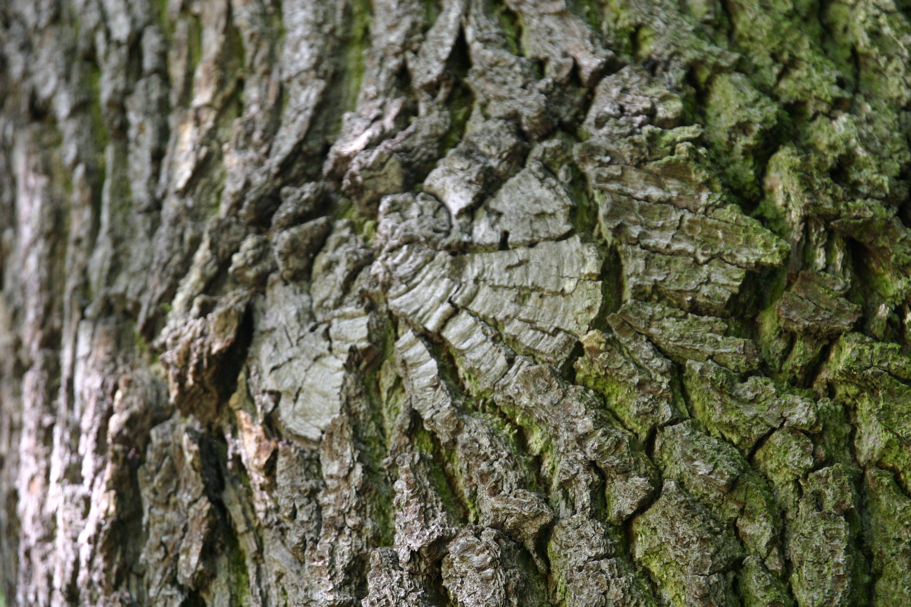 Tree Tribe Bark free image download