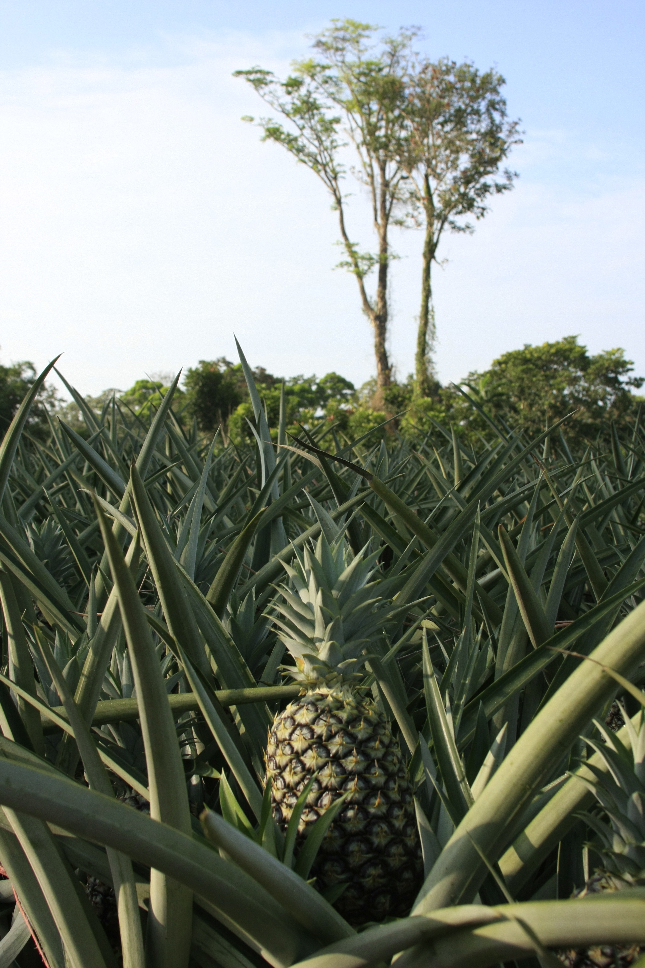 Nature Plant Food free image download