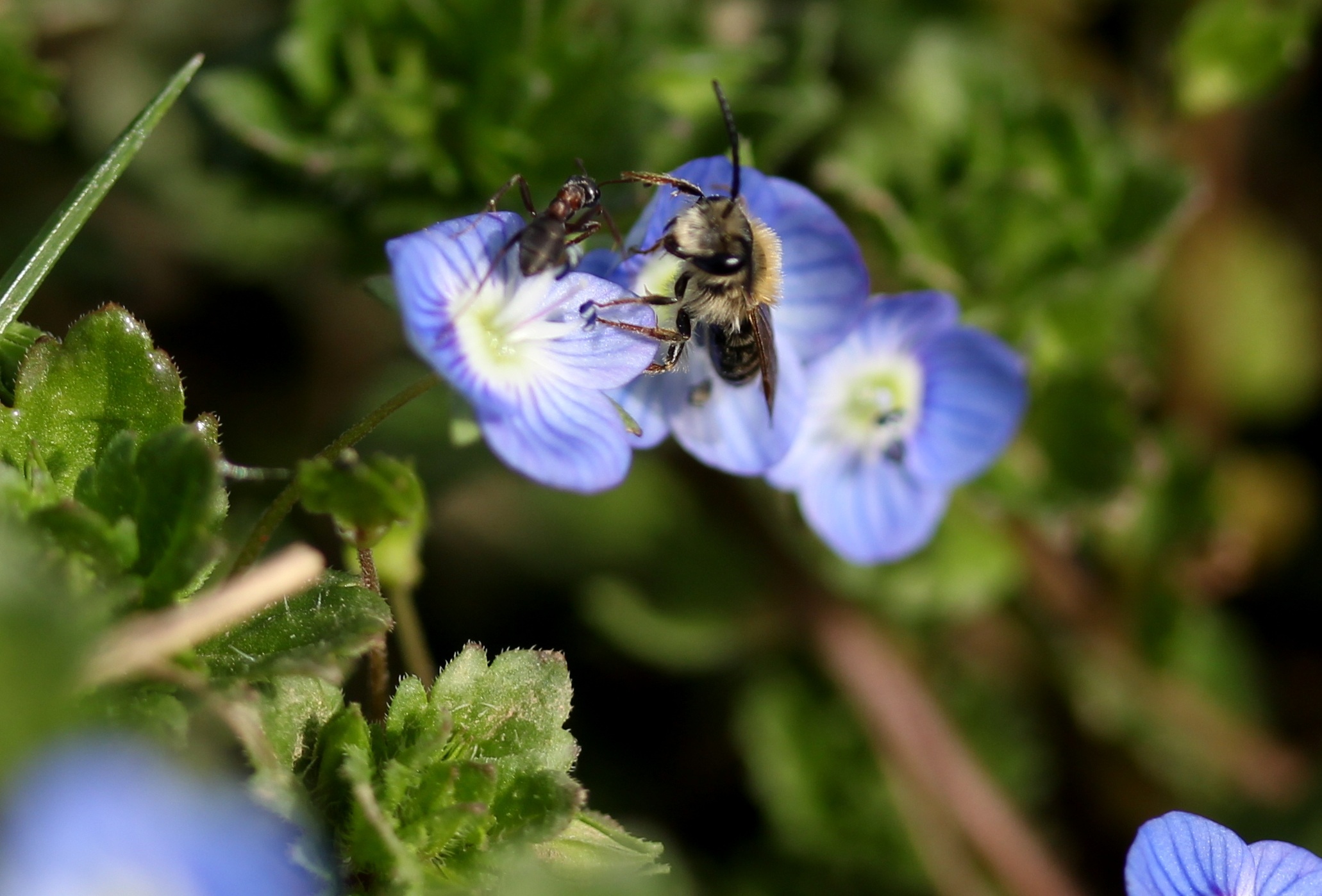 Cornflower Bee Insecta free image download