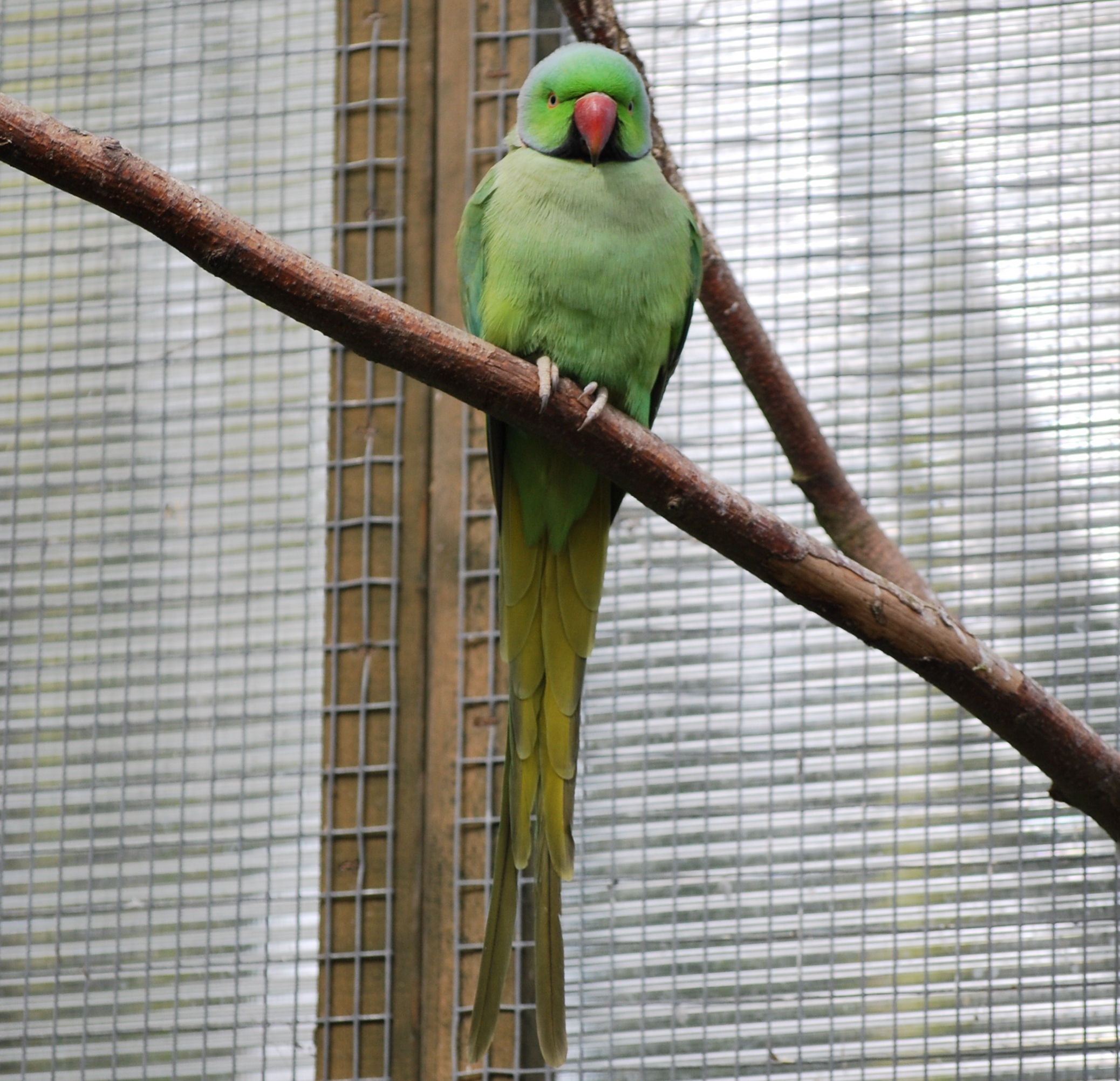 Bird Parrot Parakeet free image download