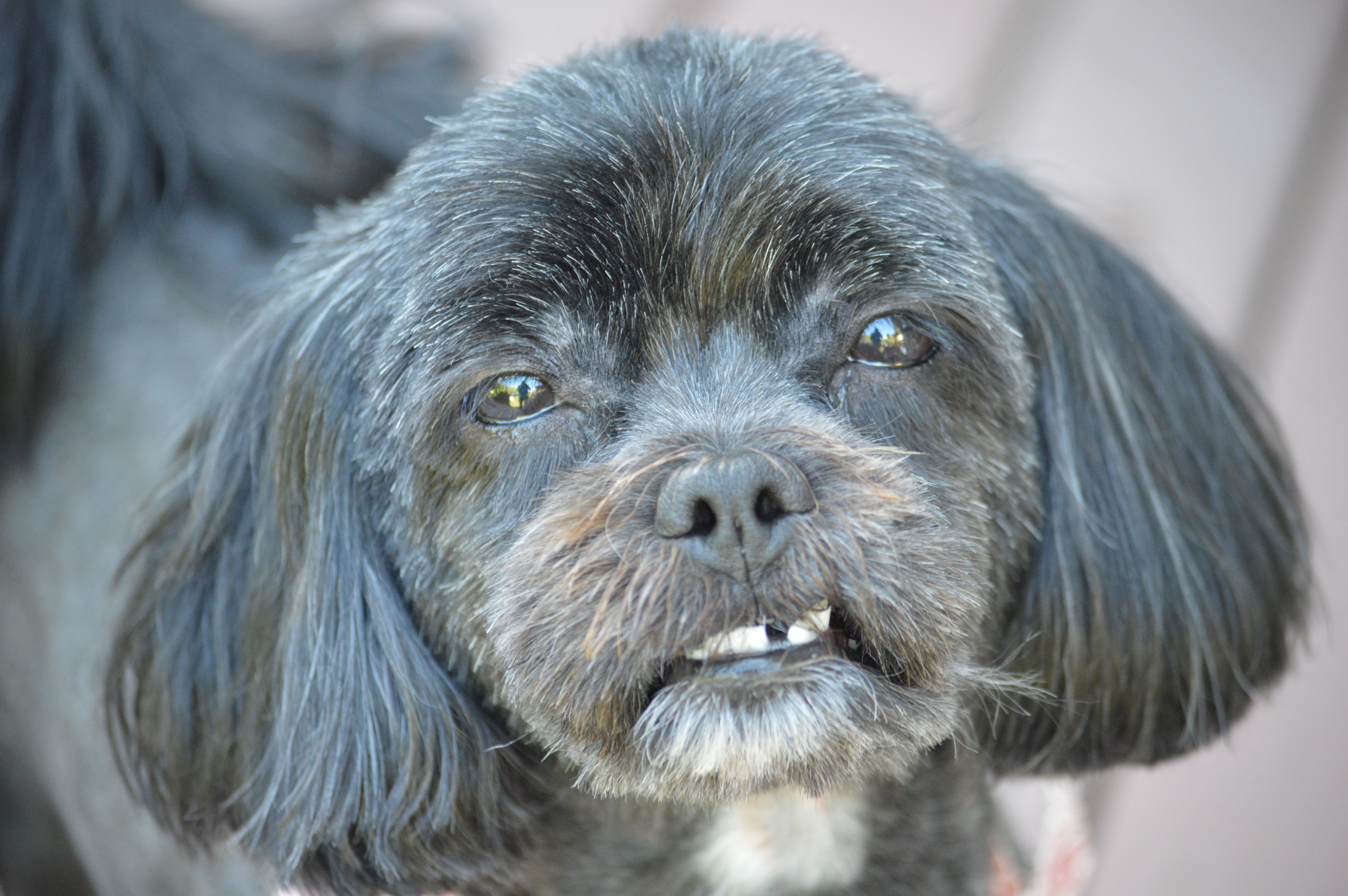 Animal Portrait Cute free image download