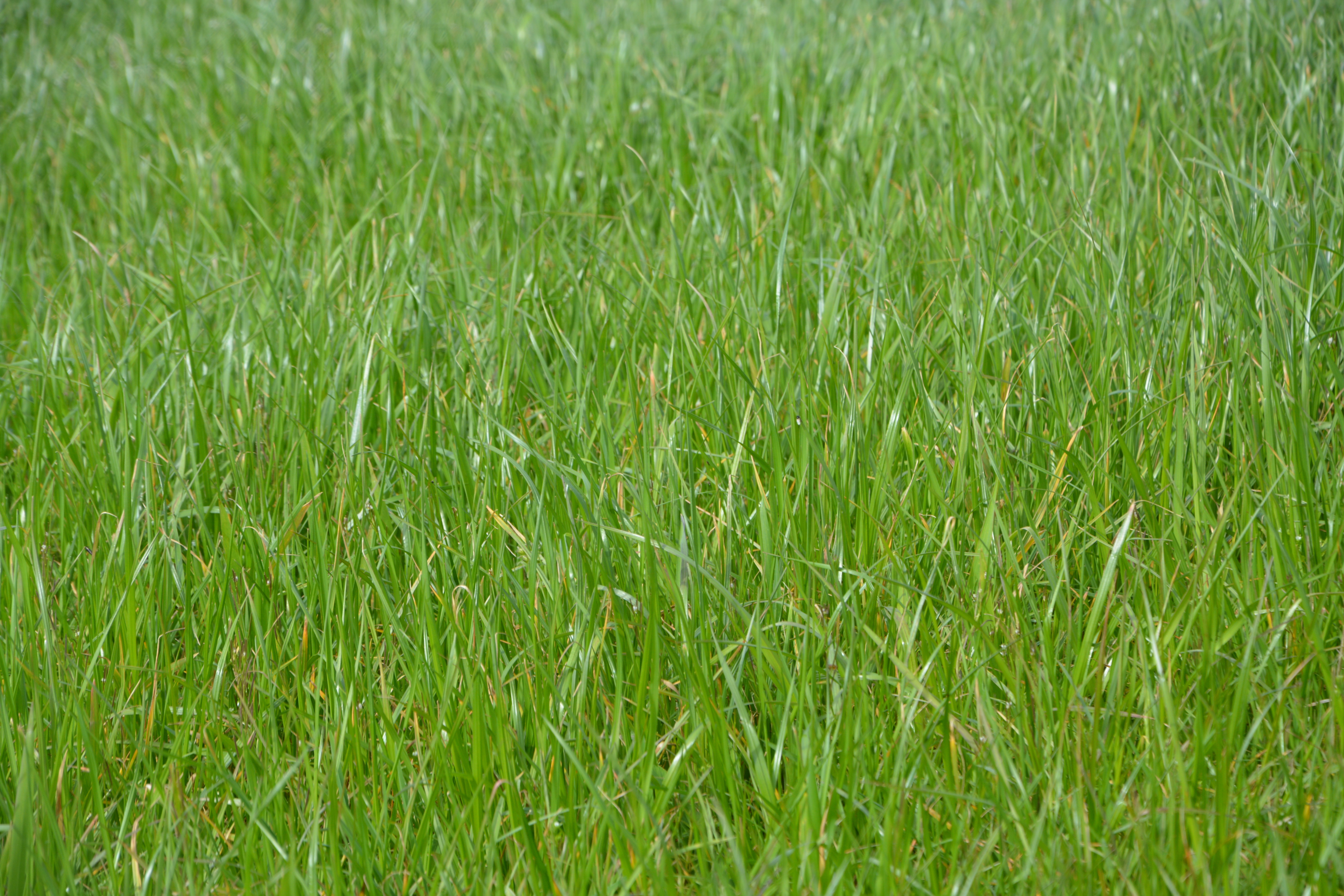 Grass Lawn Growth free image download