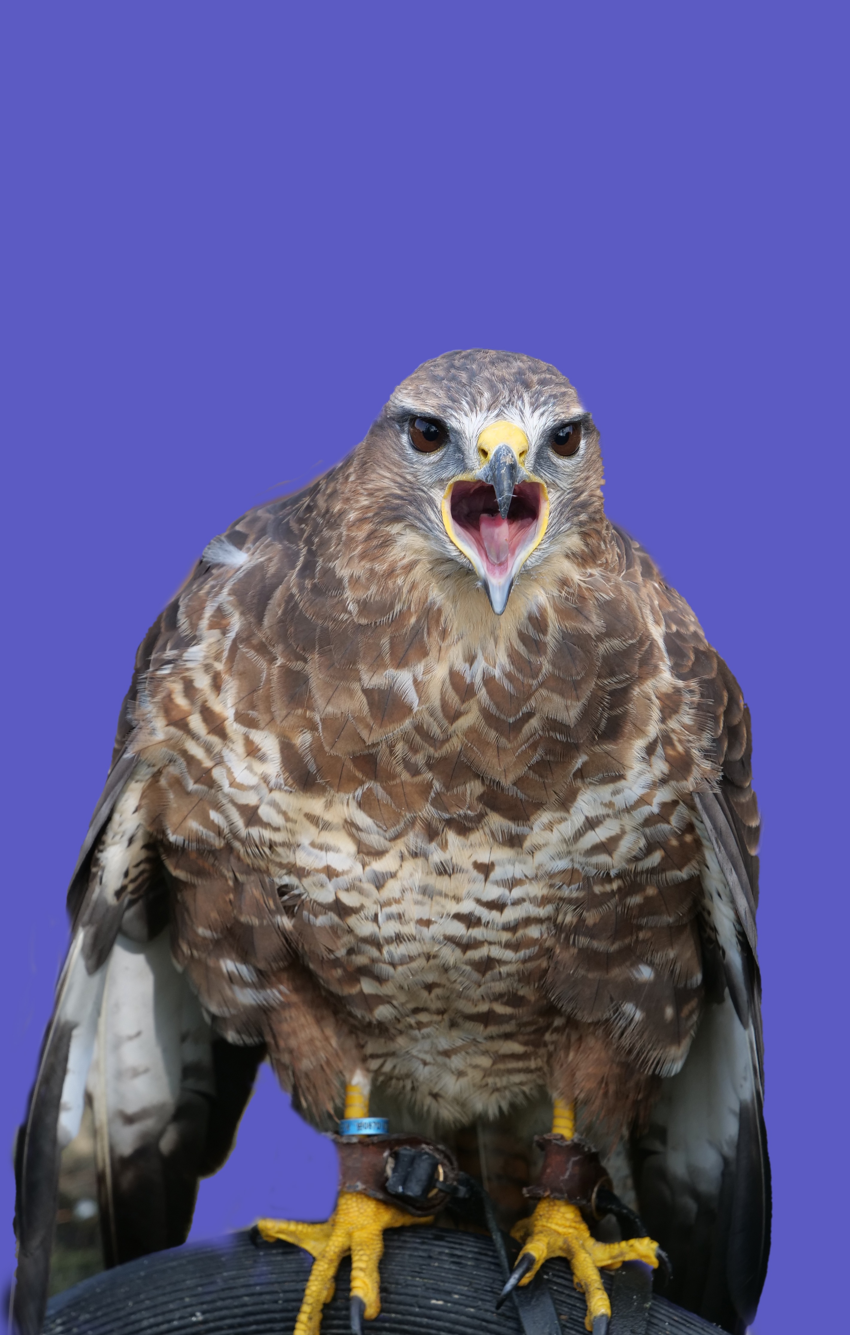 Common Buzzard in Wildlife free image download