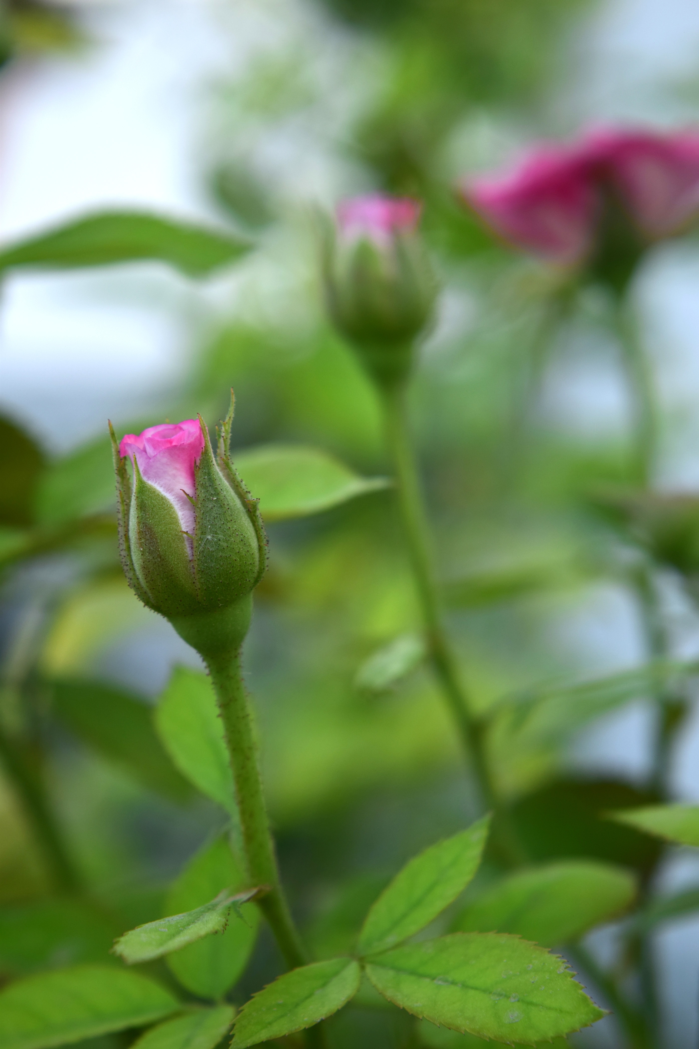 Rose Buds Foliage free image download