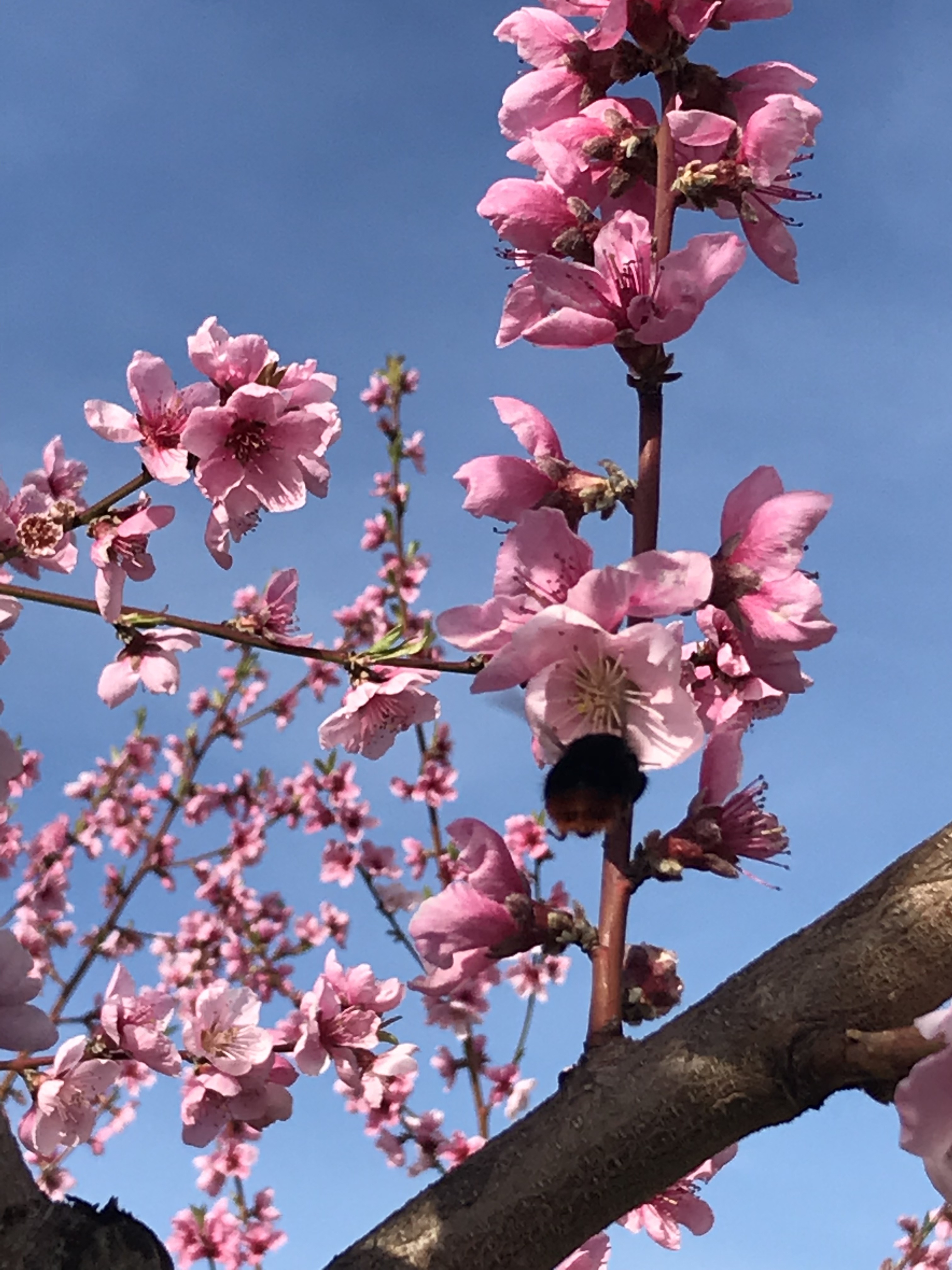 Flower Tree Branch free image download