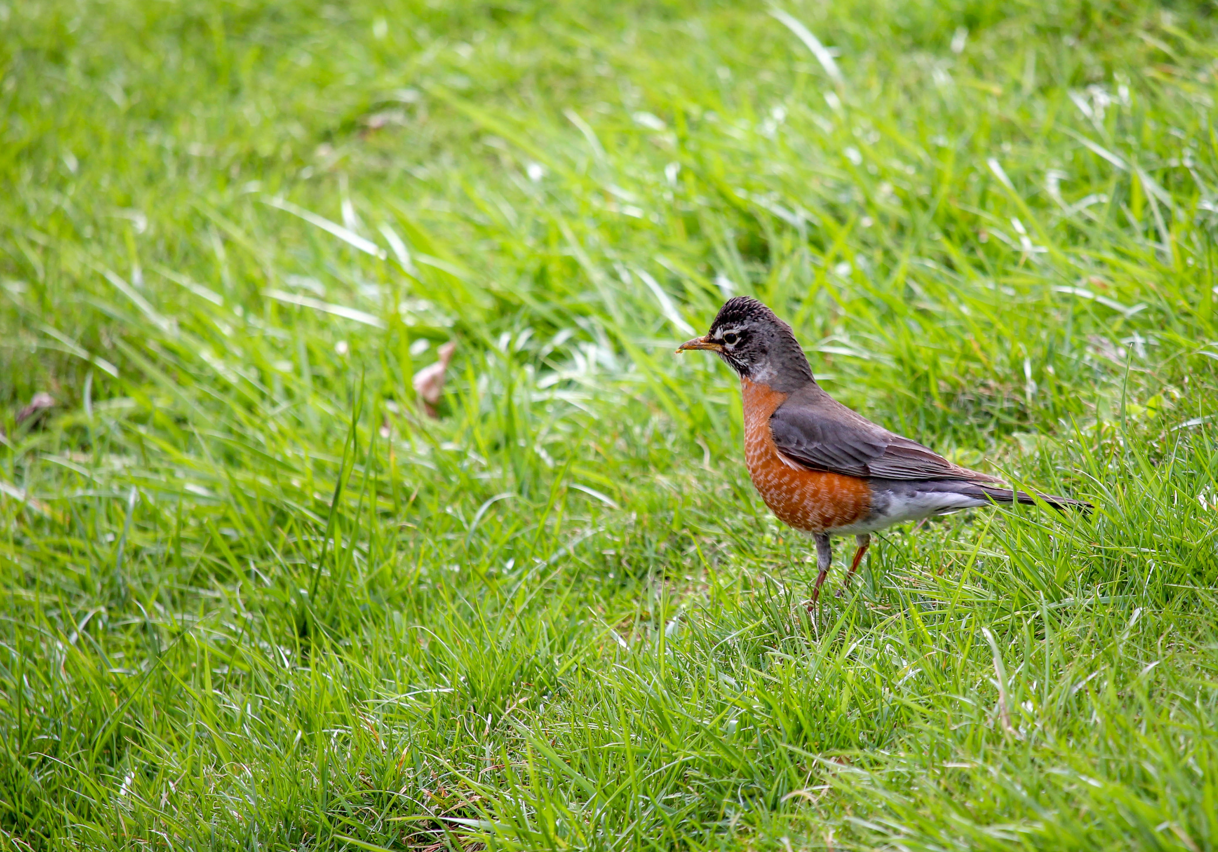 Nature Grass Bird free image download