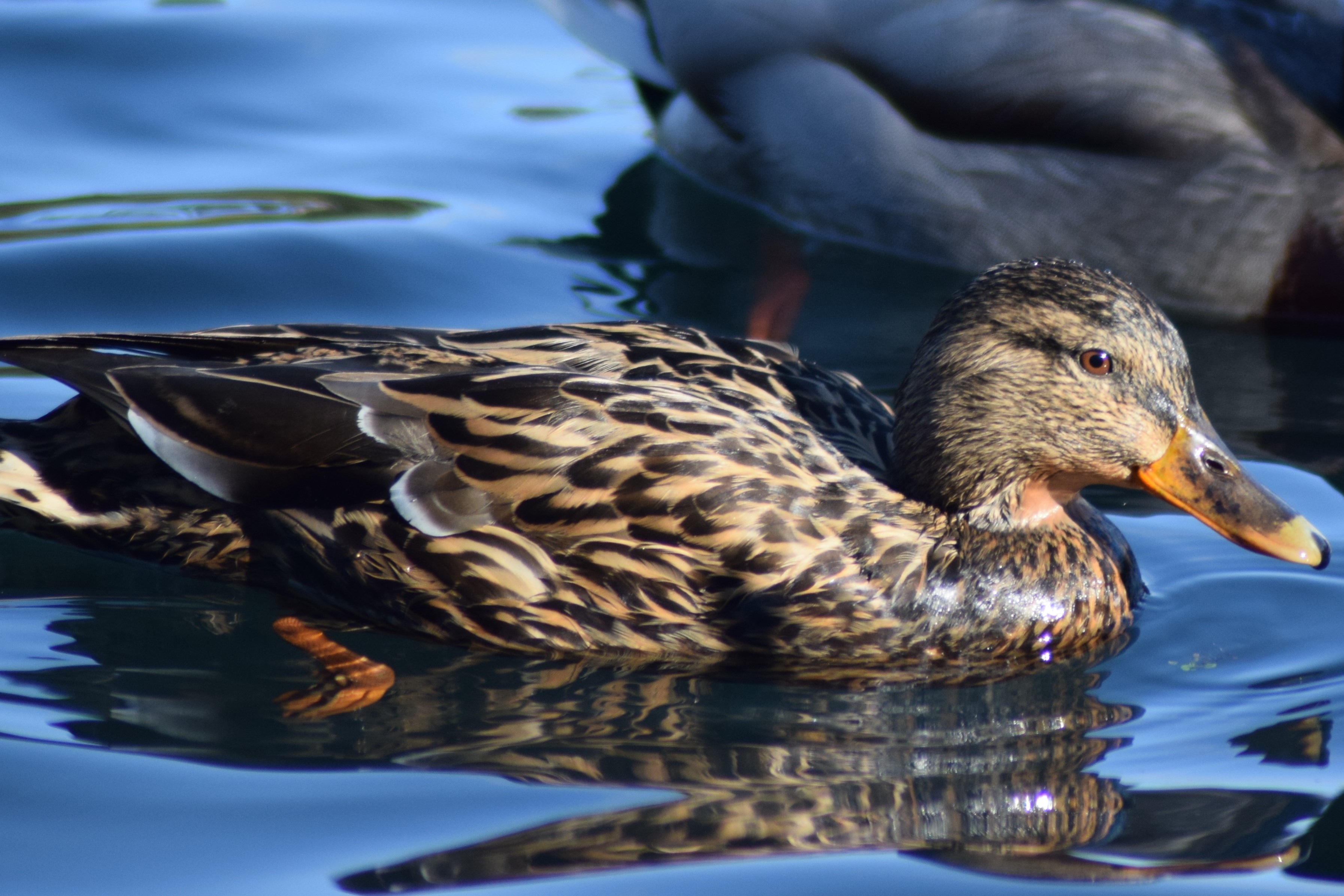 Duck Bird Pool free image download