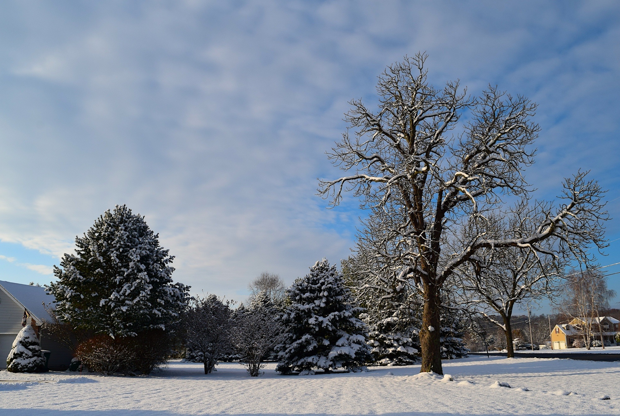 Trees bush field snow free image download