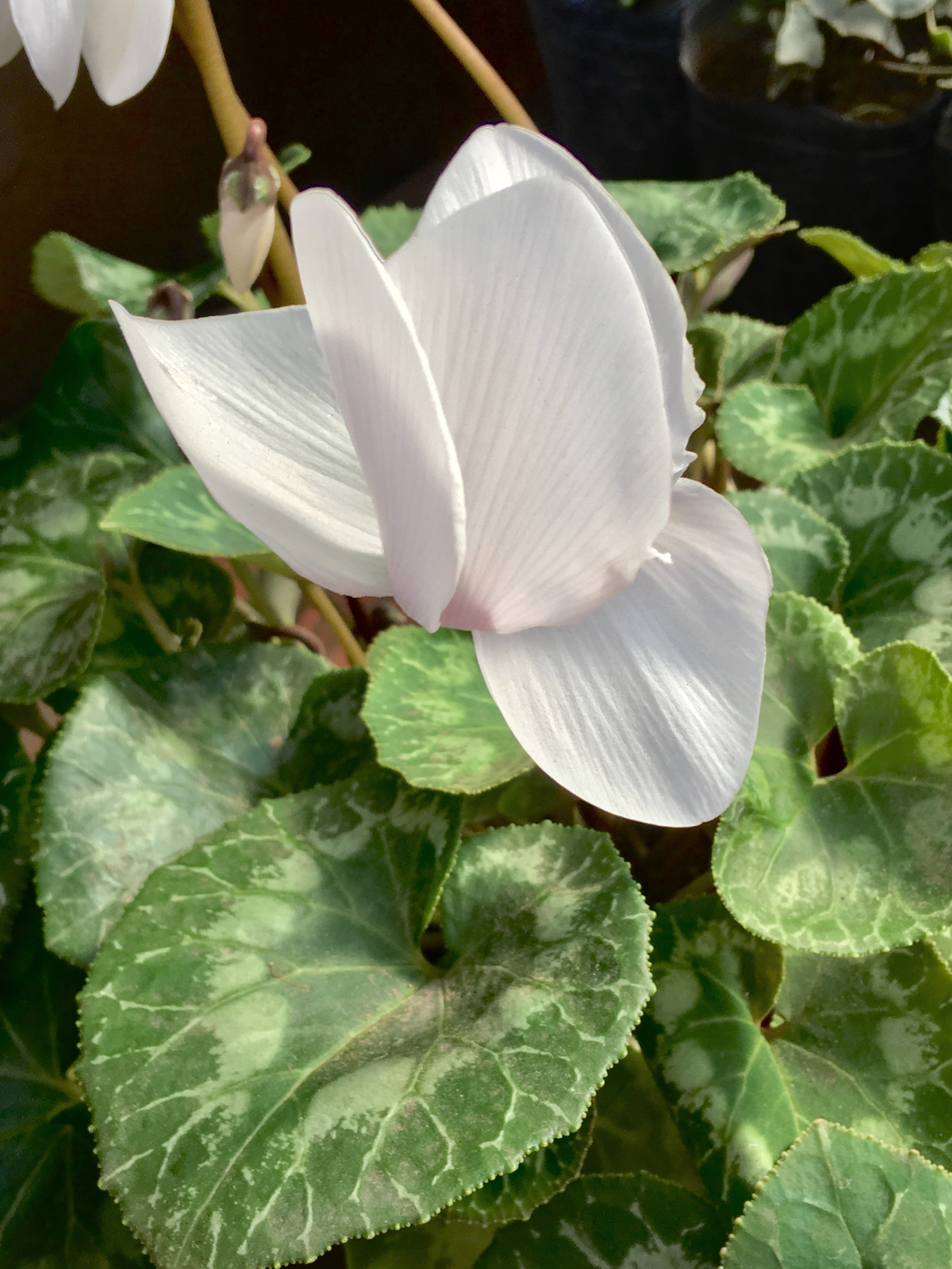 White Flower Petals free image download