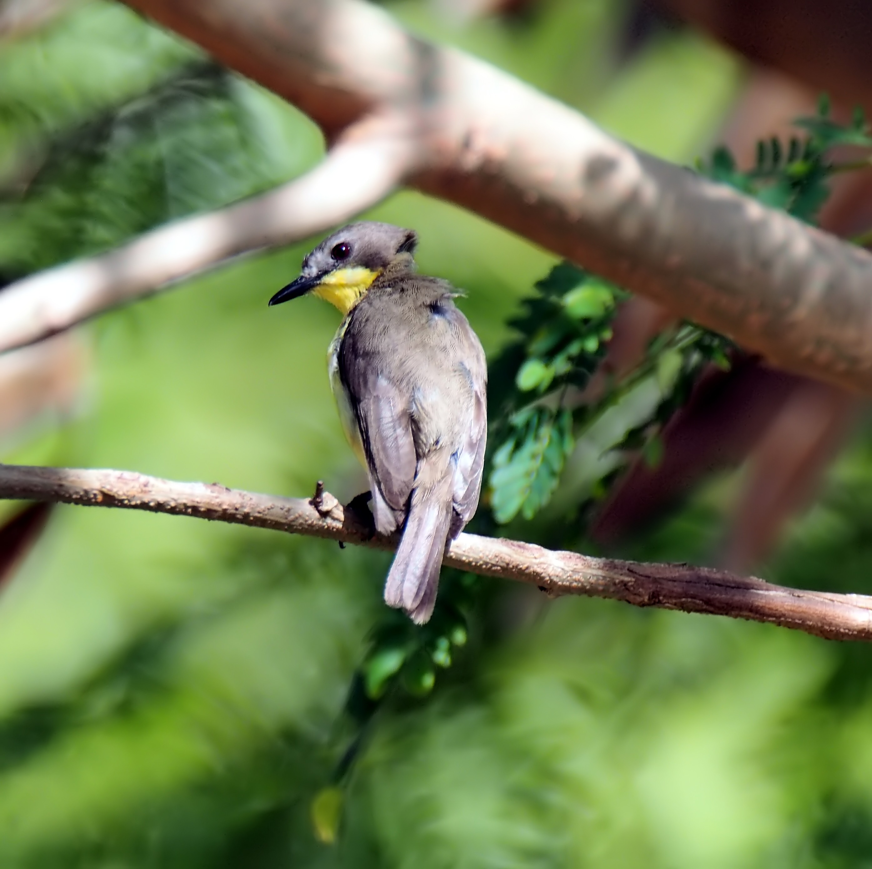 Bird Wildlife Nature free image download
