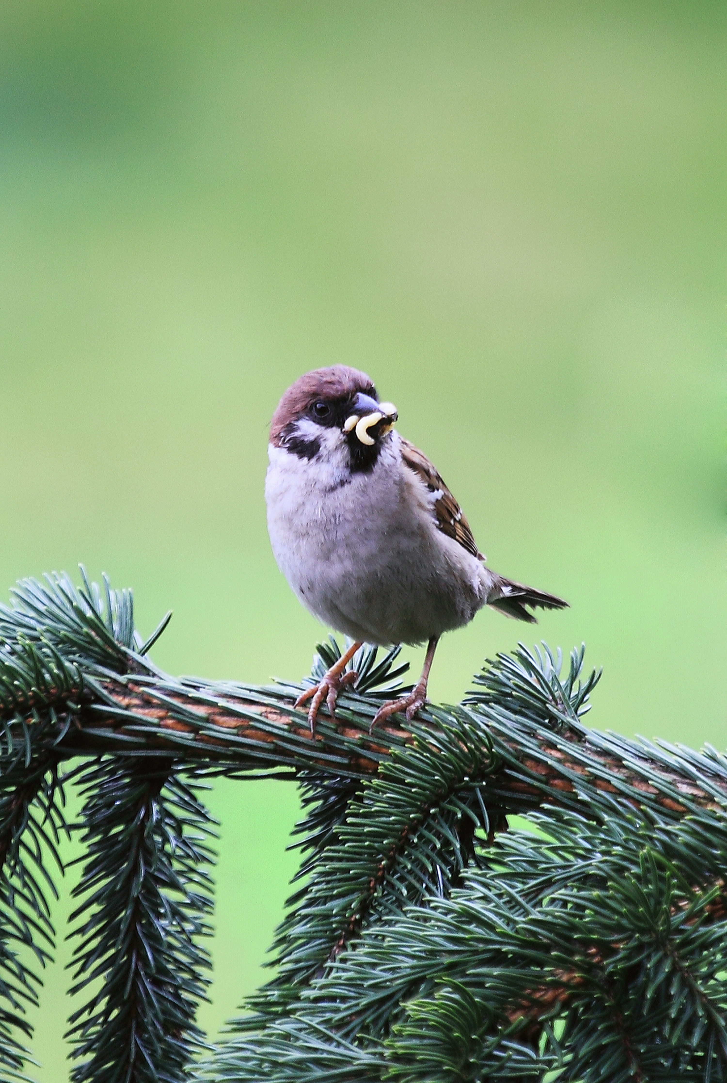 Field sparrow on spruce free image download