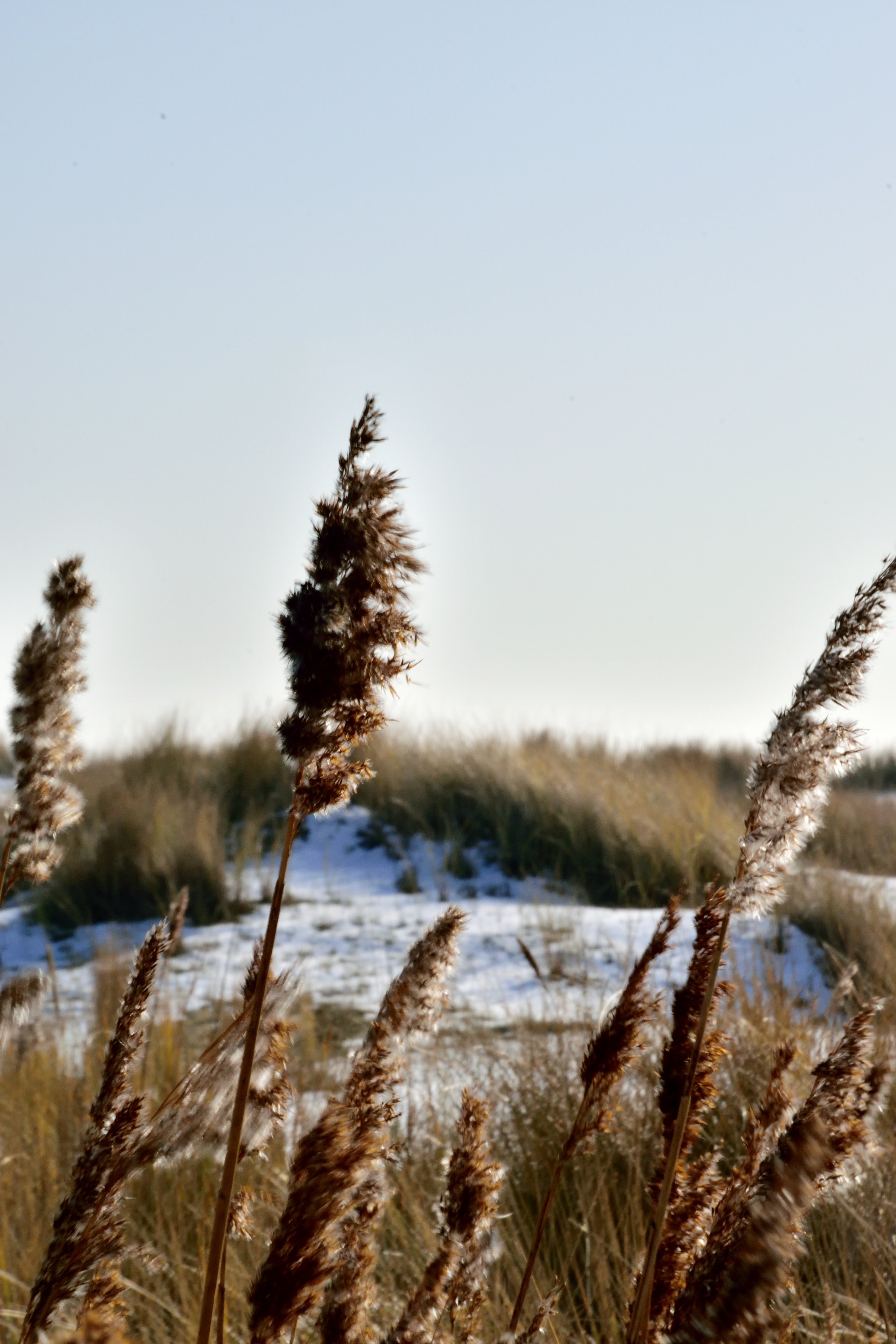 Windy weather by the lake free image download