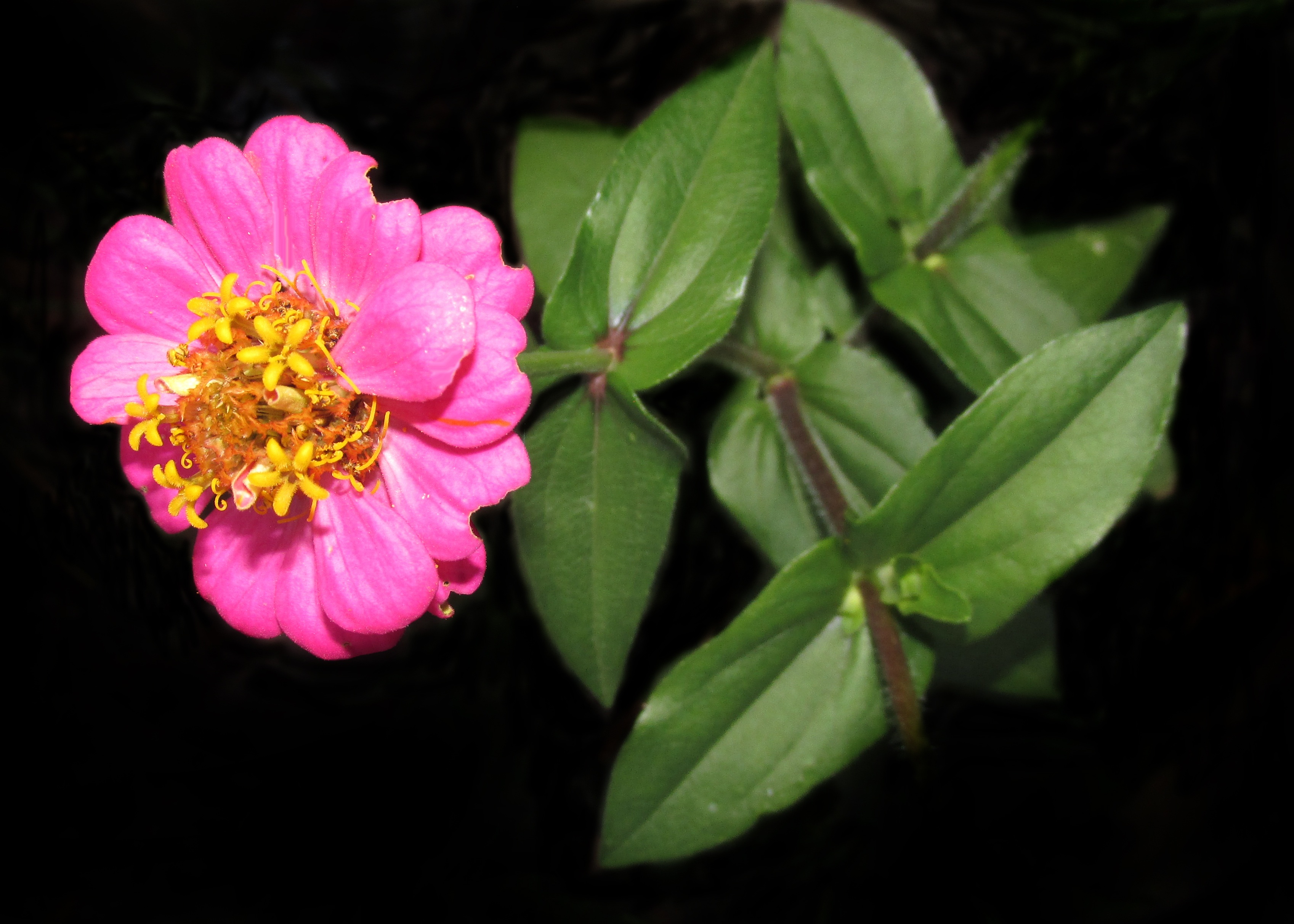 Nature Flower Flora free image download